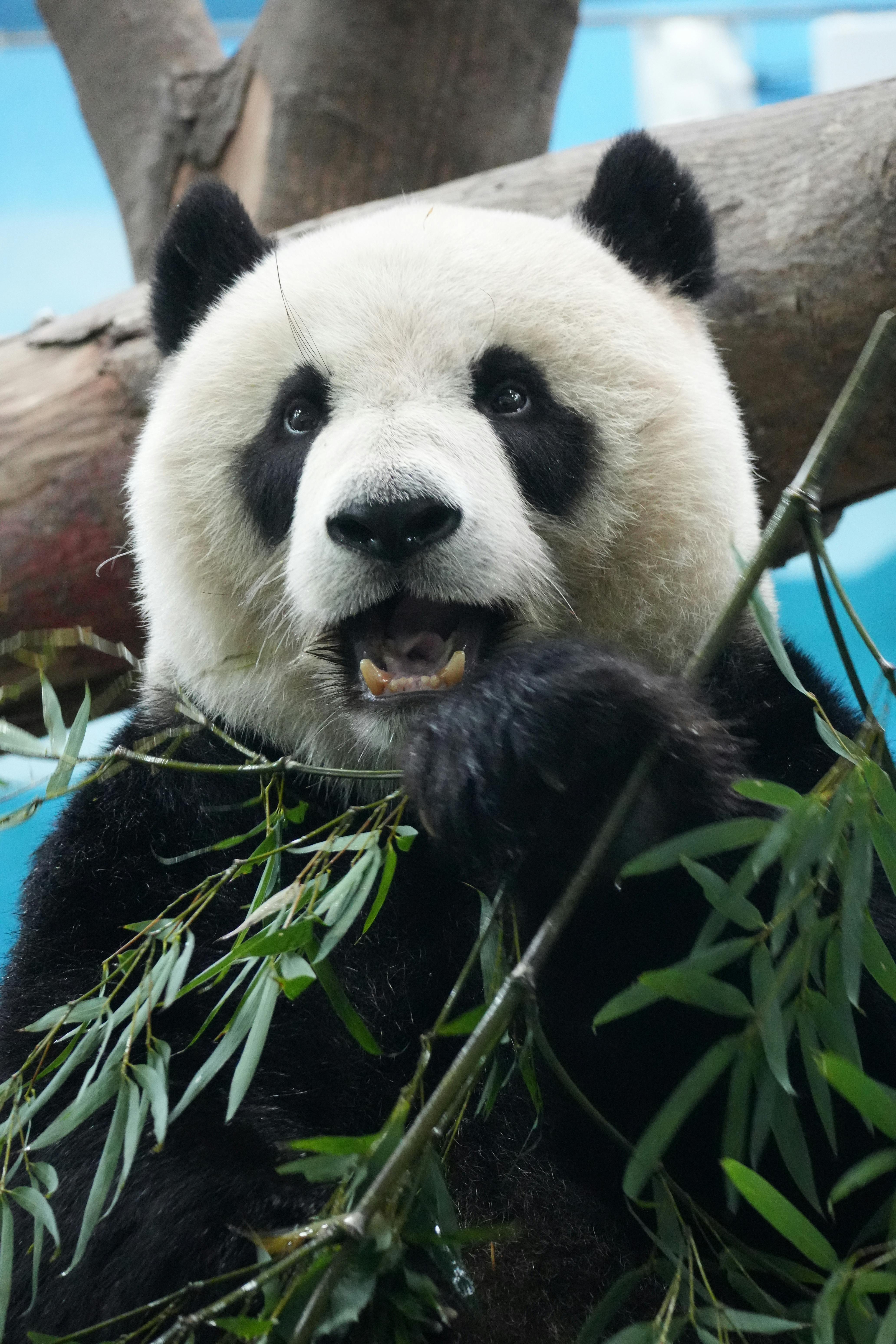 Adorable Giant Panda Eating Bamboo in Zoo Enclosure · Free Stock Photo