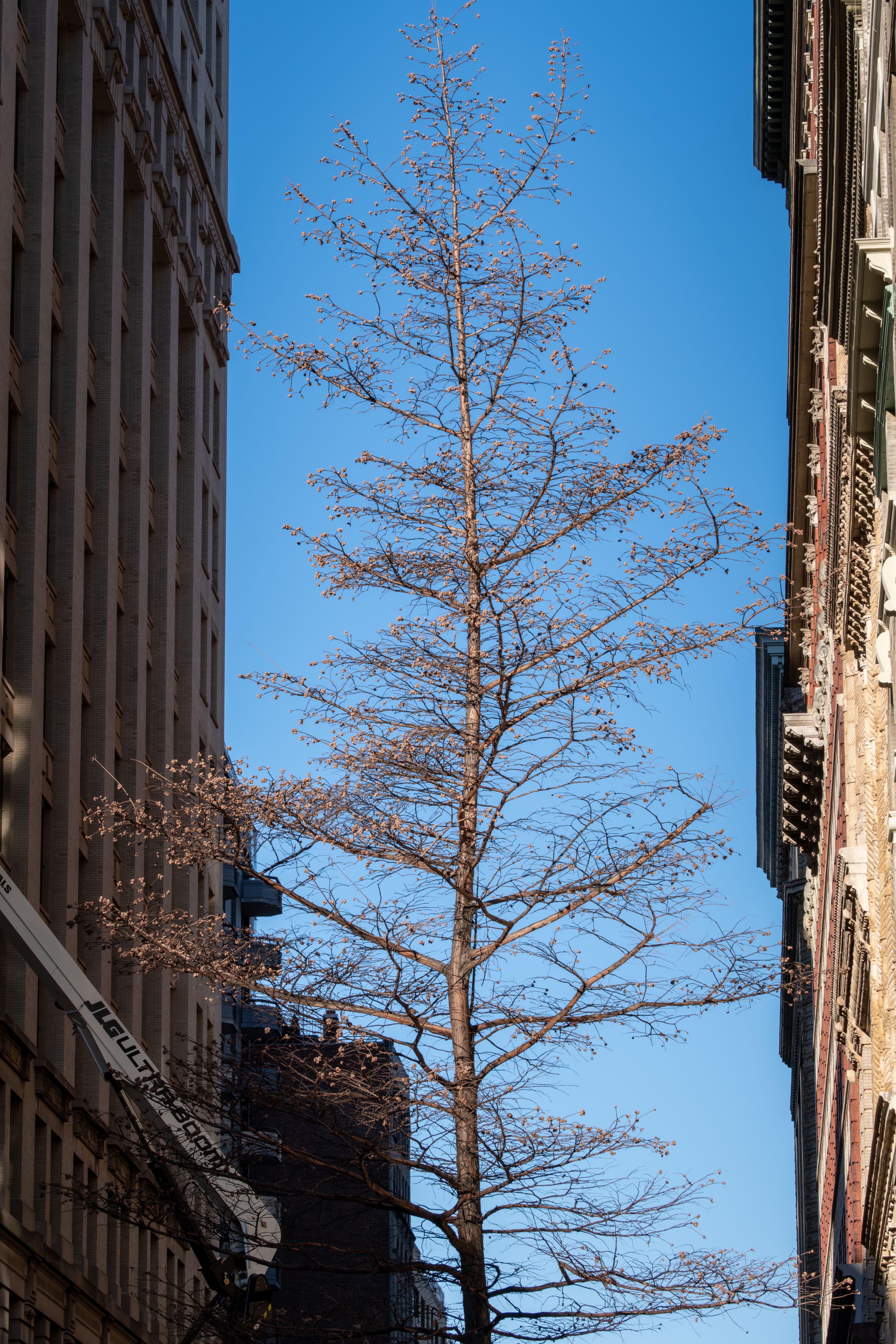 Urban Tree Silhouette Against Clear Blue Sky · Free Stock Photo