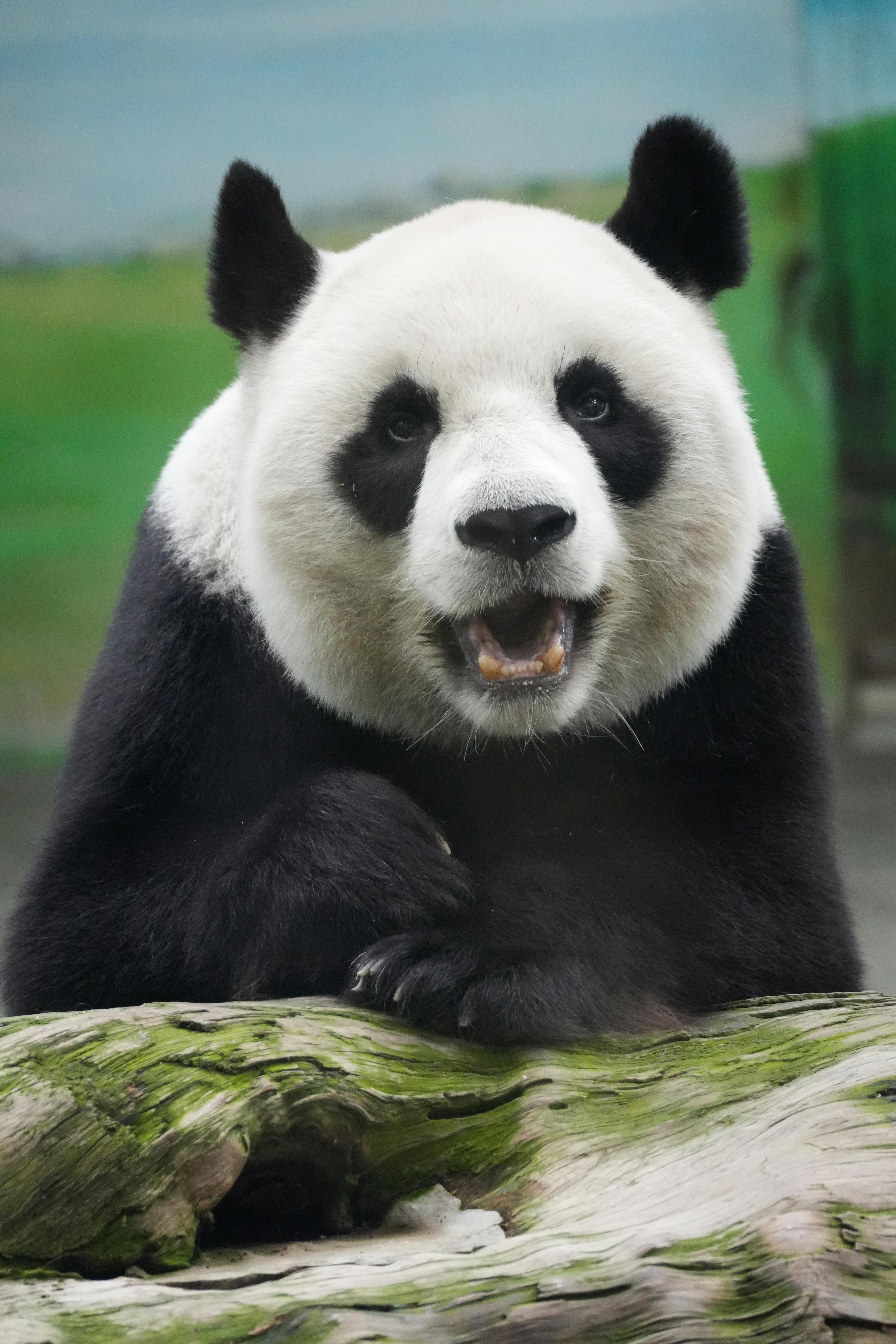 Panda Images Photos, Download The BEST Free Panda Images Stock Photos ...