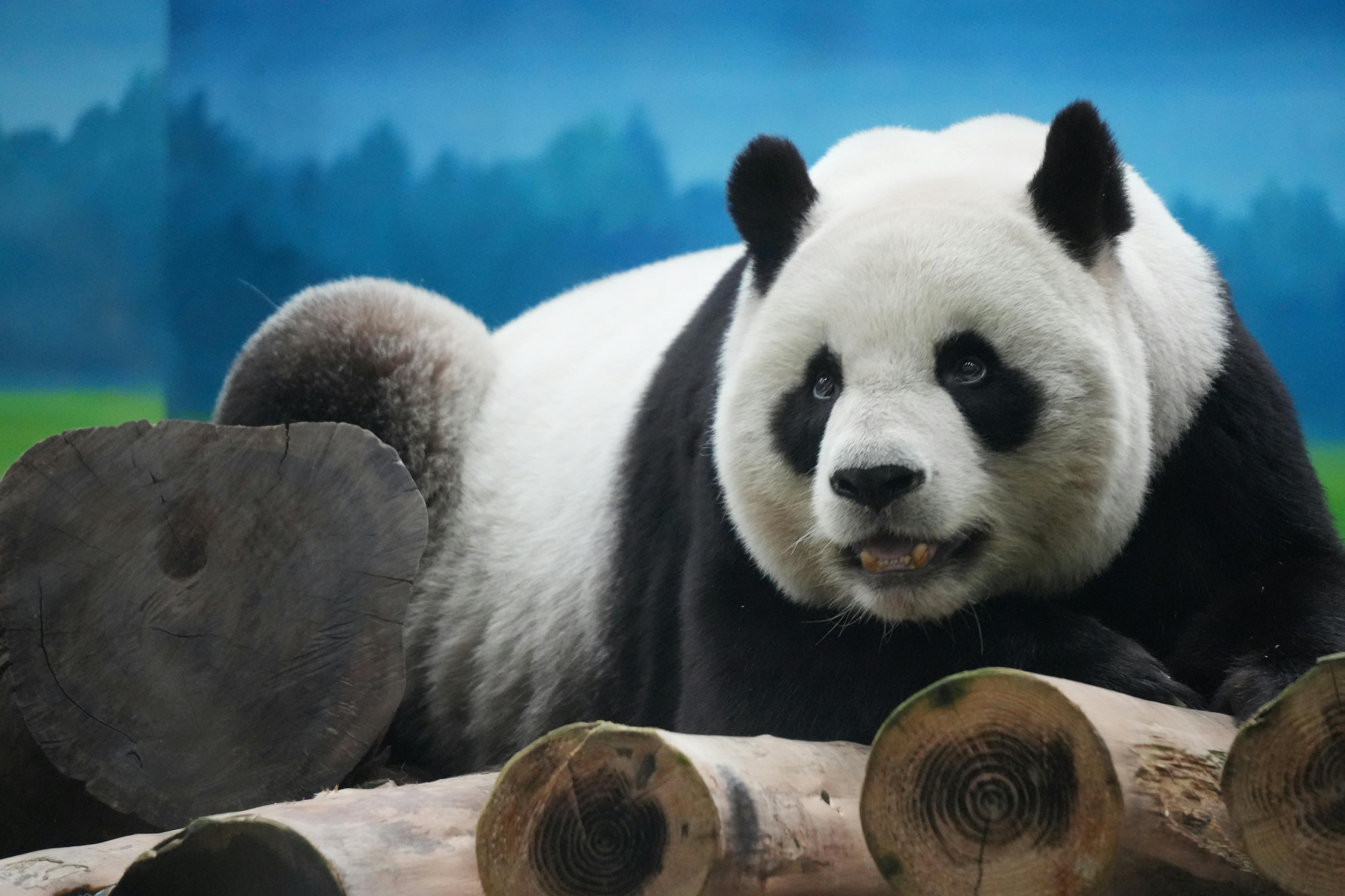 Captivating Giant Panda Resting on Wooden Log · Free Stock Photo
