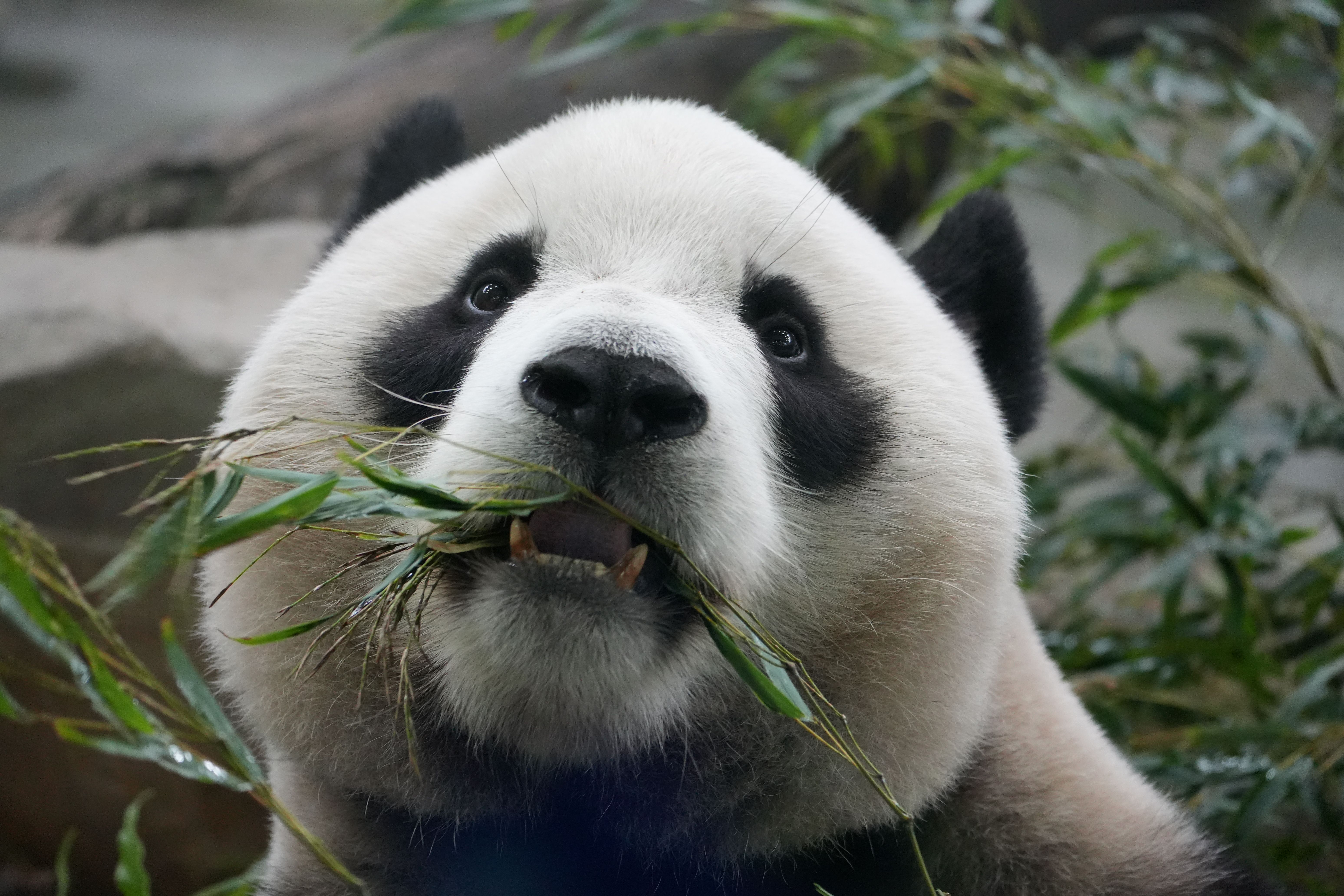 Adorable Giant Panda Eating Bamboo Close-Up · Free Stock Photo