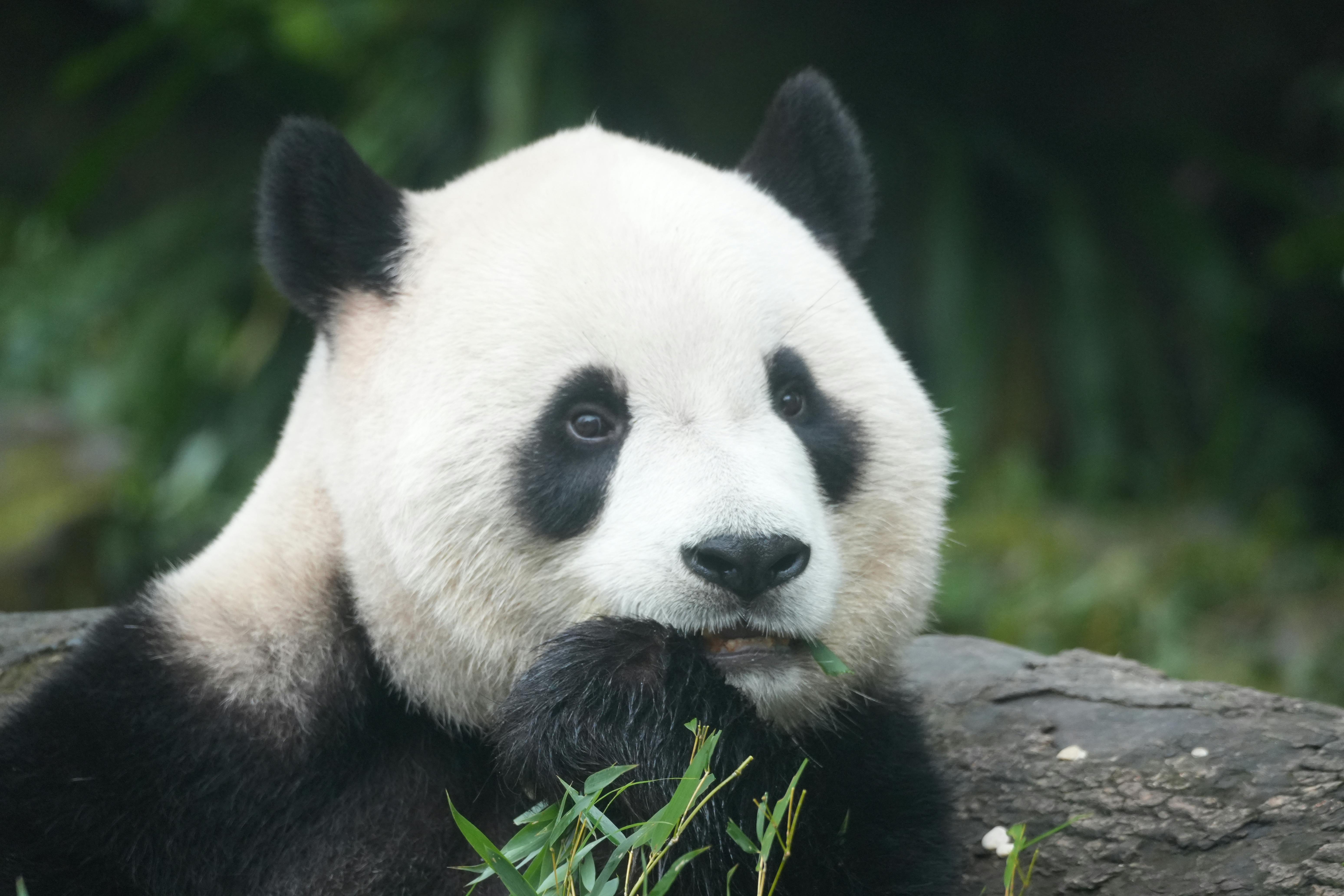 Adorable Giant Panda Eating Bamboo in Natural Habitat · Free Stock Photo