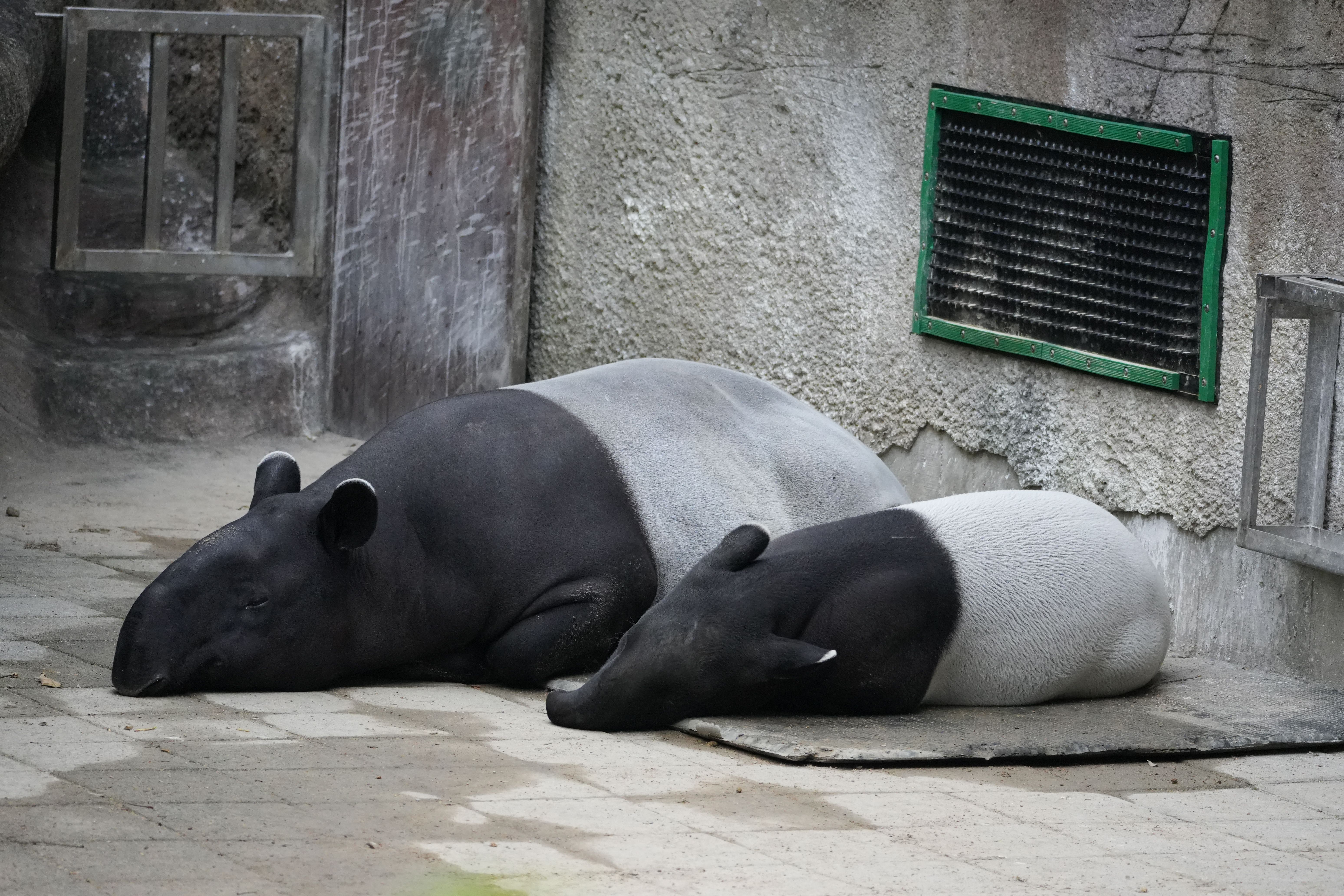 Tapires Malayos Descansando En El Hábitat Del Zoológico · Foto de stock ...