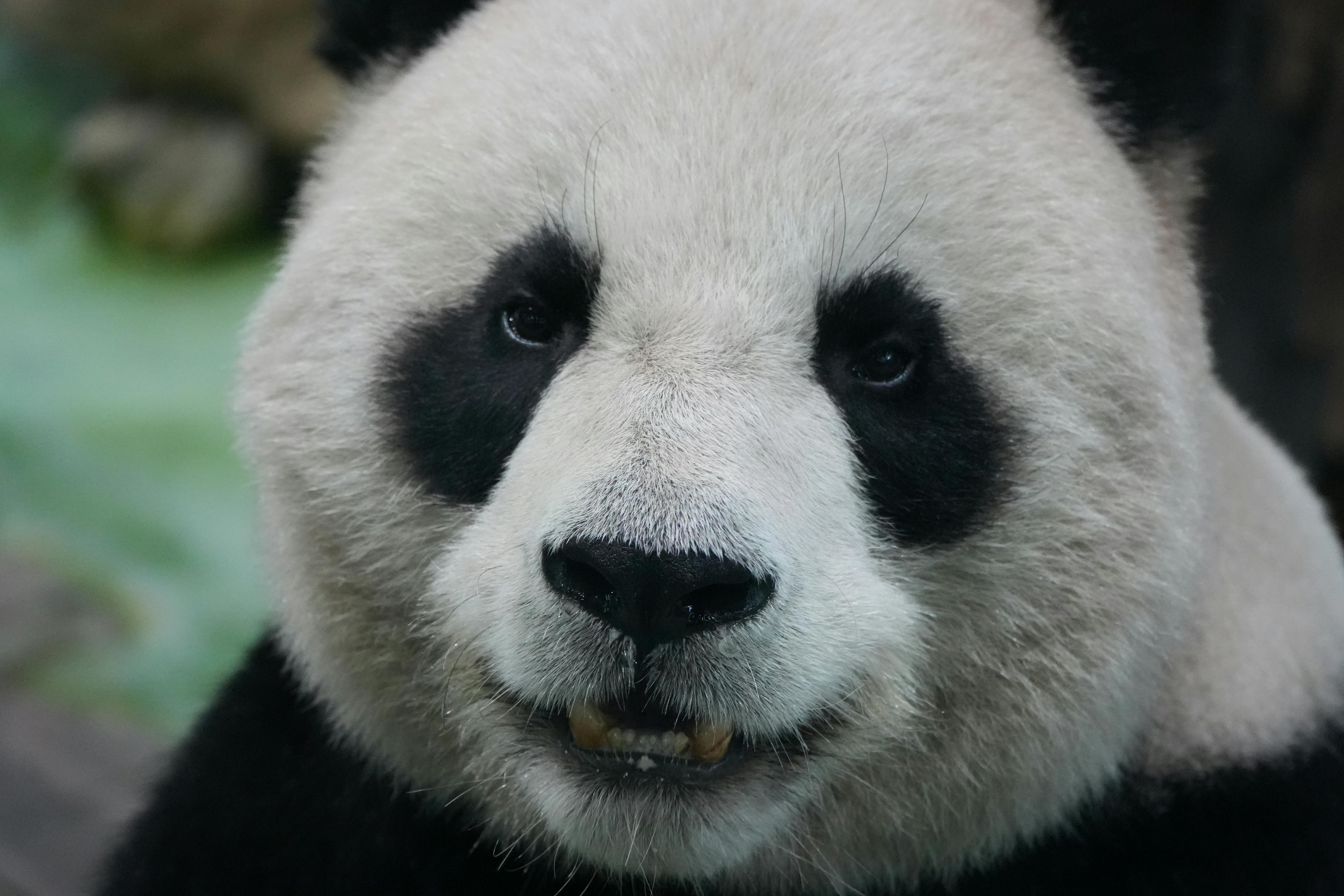 Panda Face Photos, Download The BEST Free Panda Face Stock Photos & HD ...