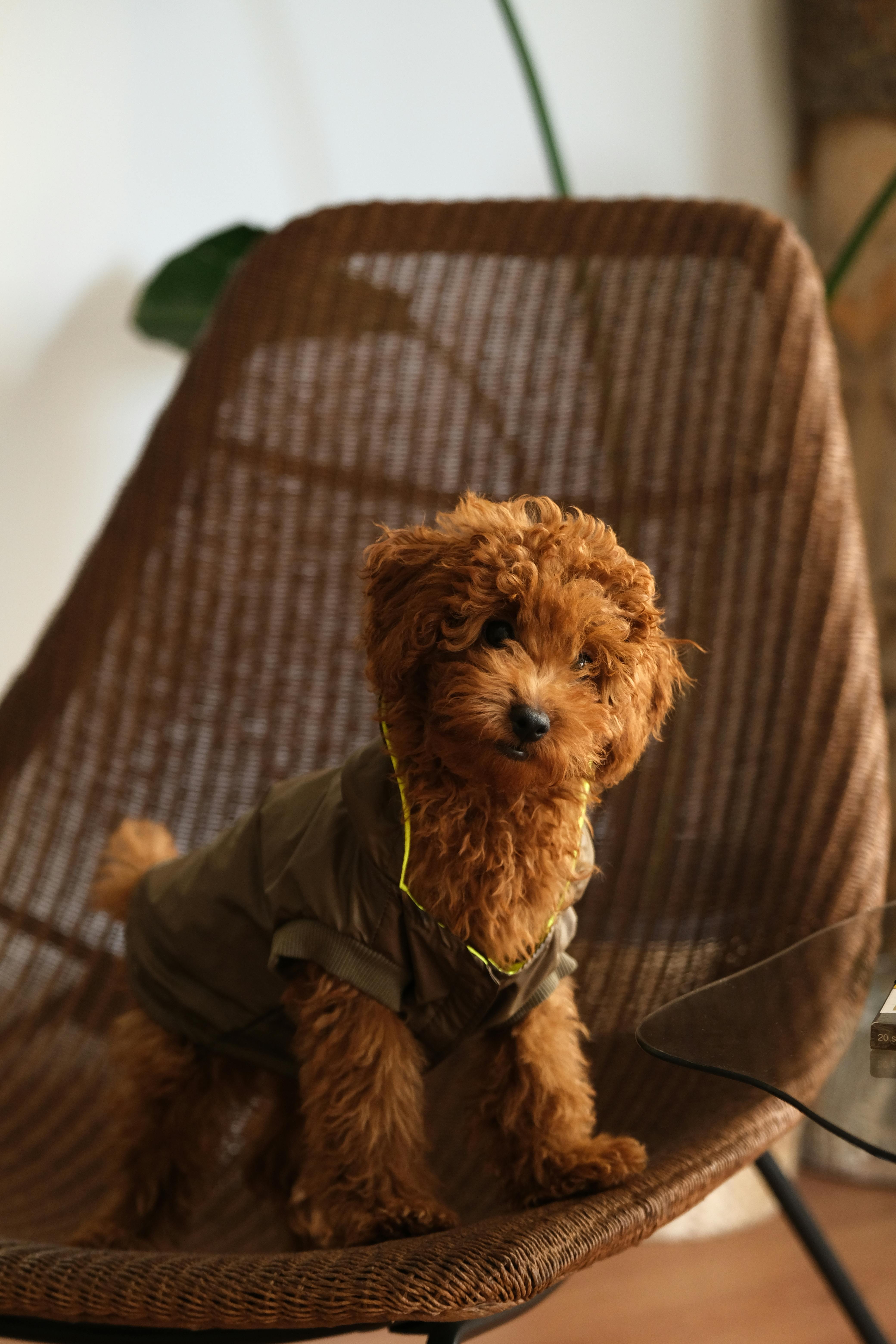 Adorable Toy Poodle Sitting on a Chair Indoors · Free Stock Photo
