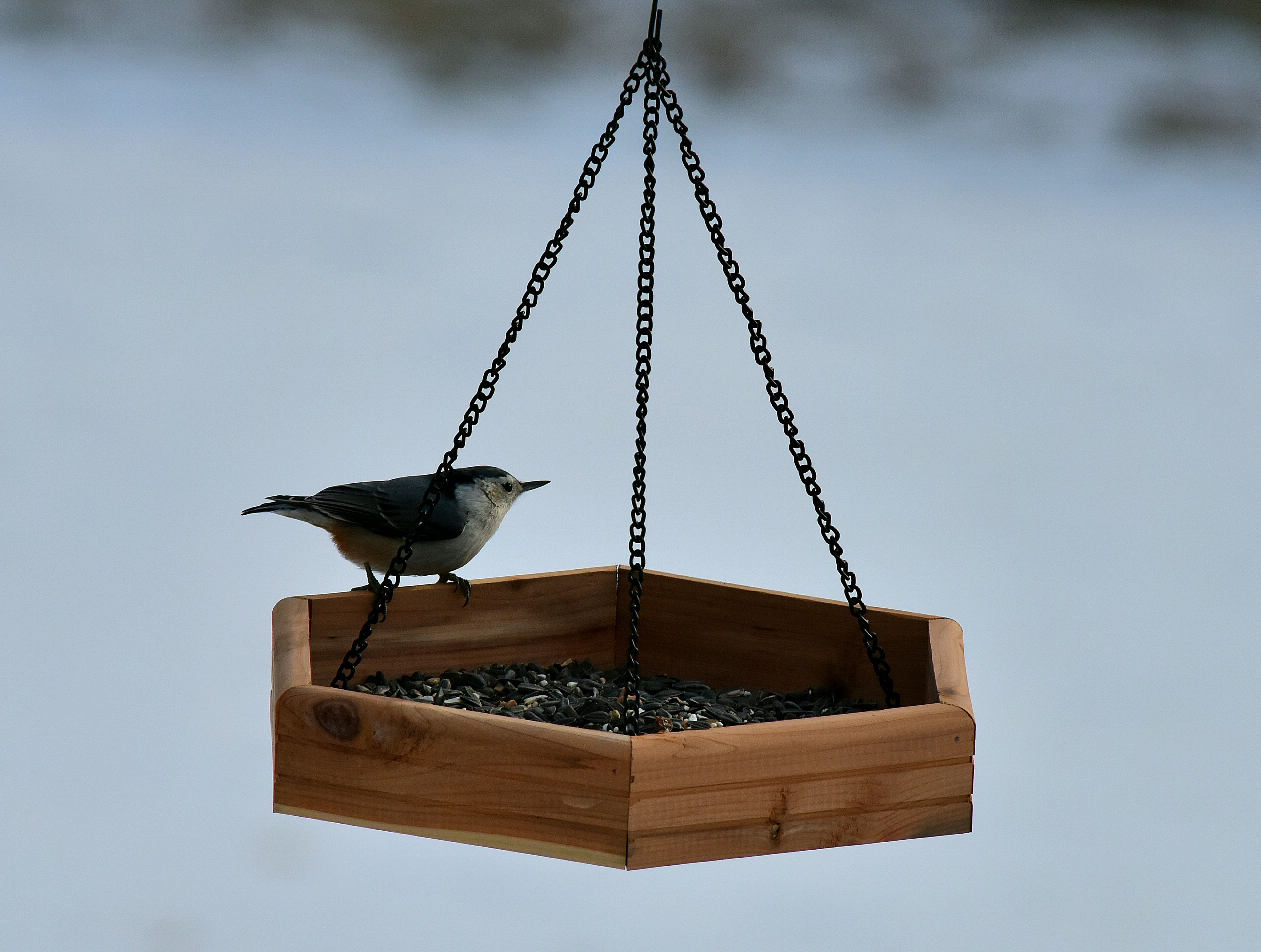 Animel Feeder Photos, Download The BEST Free Animel Feeder Stock Photos ...