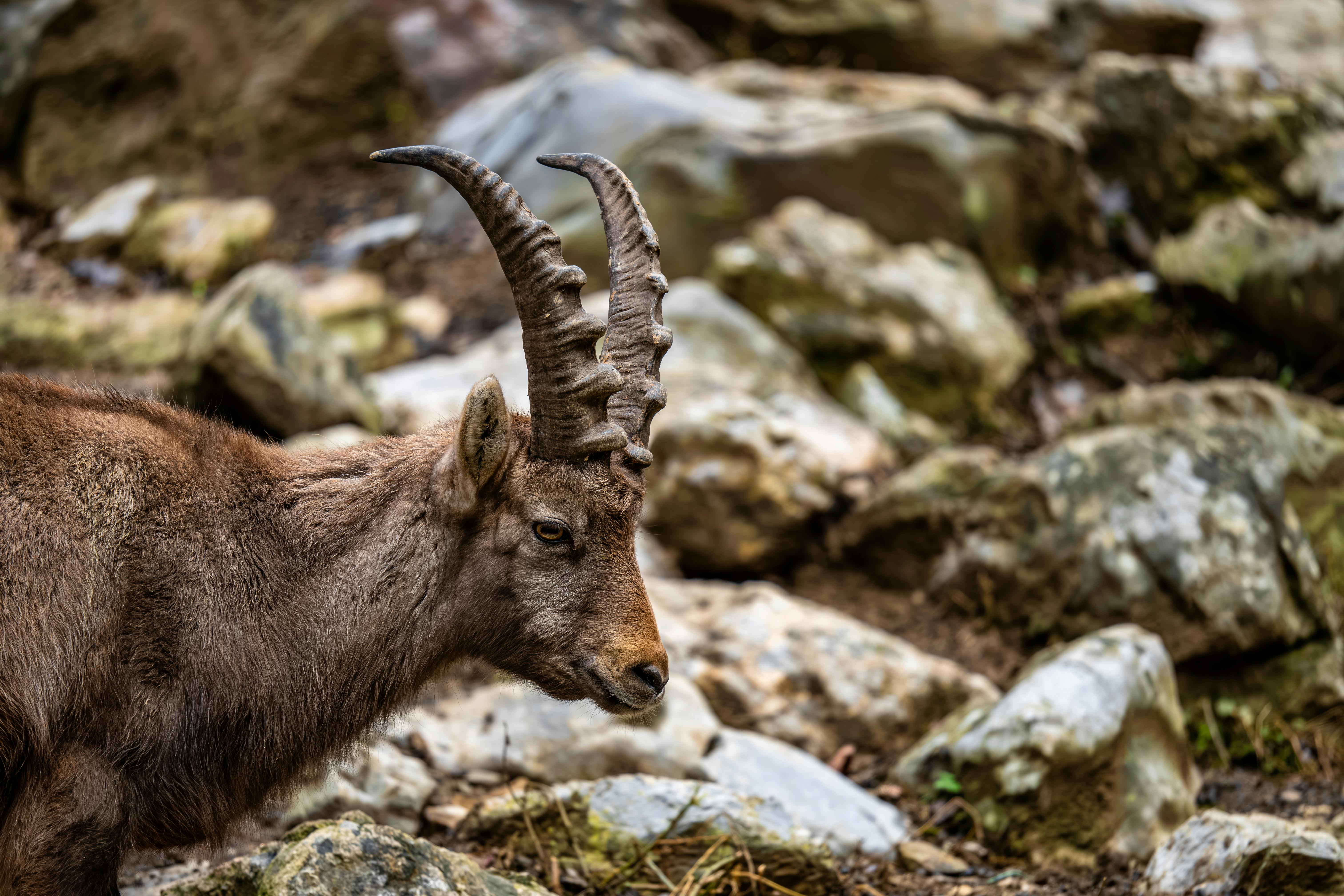 Majestic Alpine Ibex in Natural Habitat · Free Stock Photo