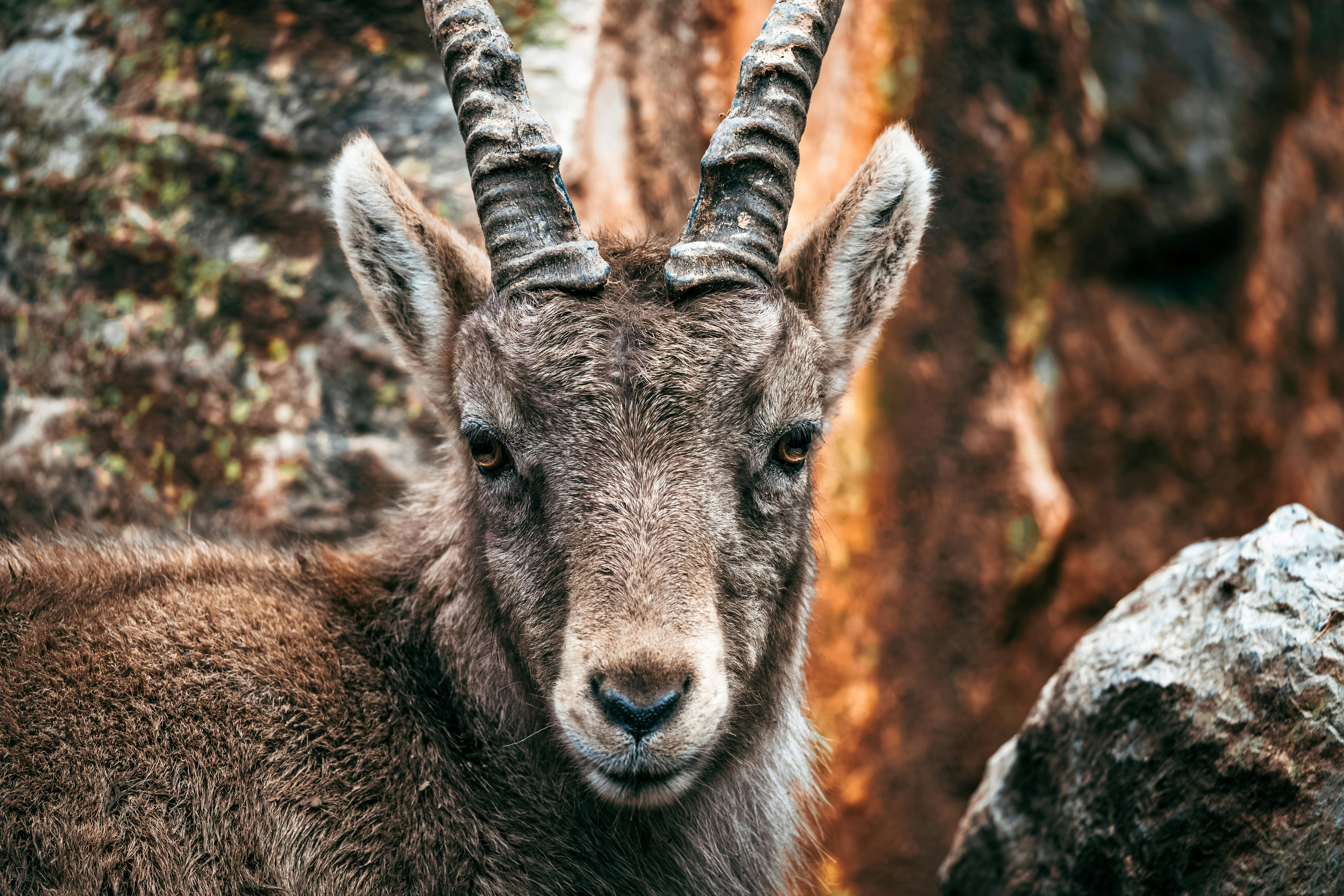 Close-up Portrait of a Young Wild Goat in Nature · Free Stock Photo