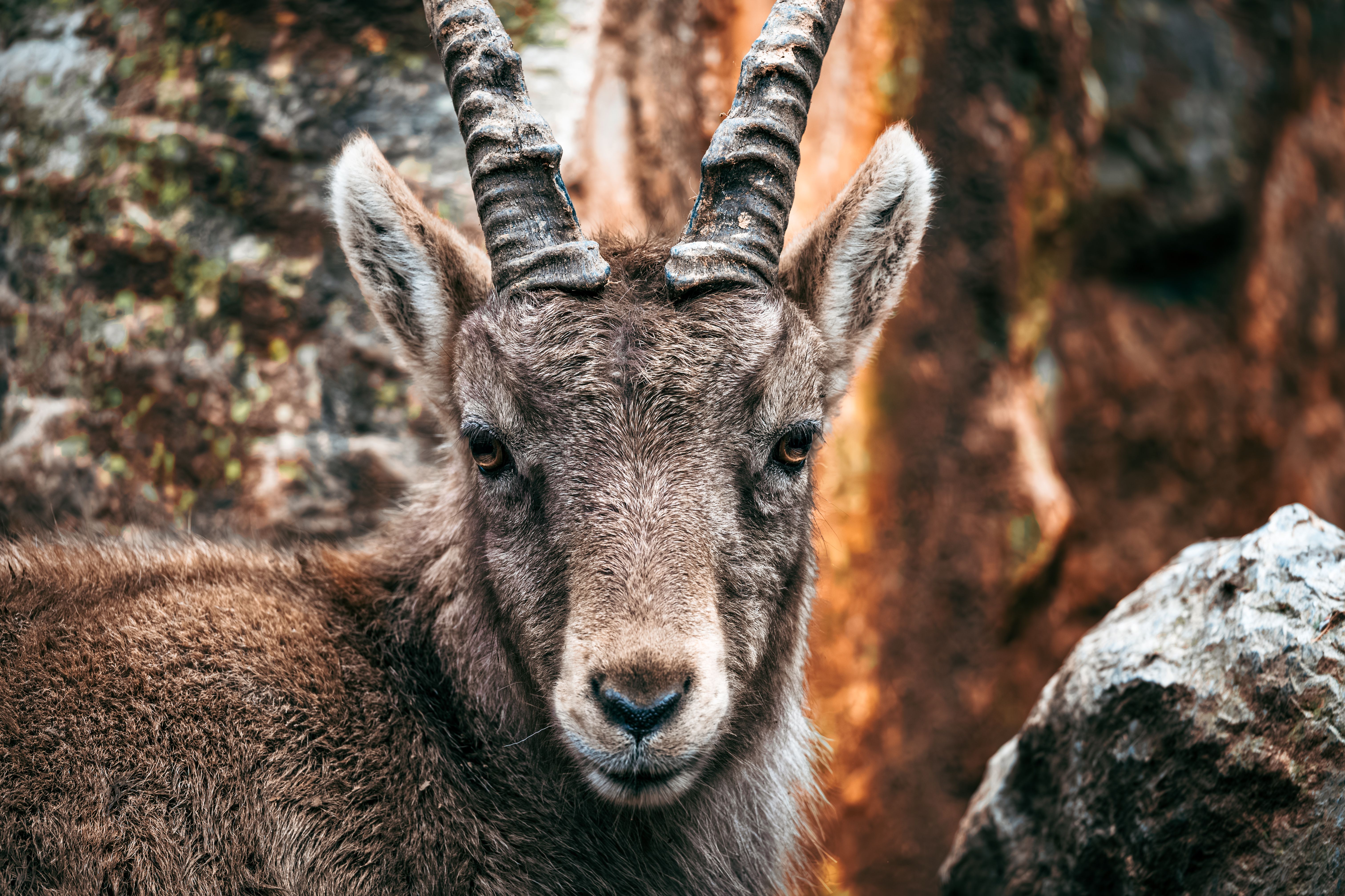 Close-up Portrait of a Young Wild Goat in Nature · Free Stock Photo