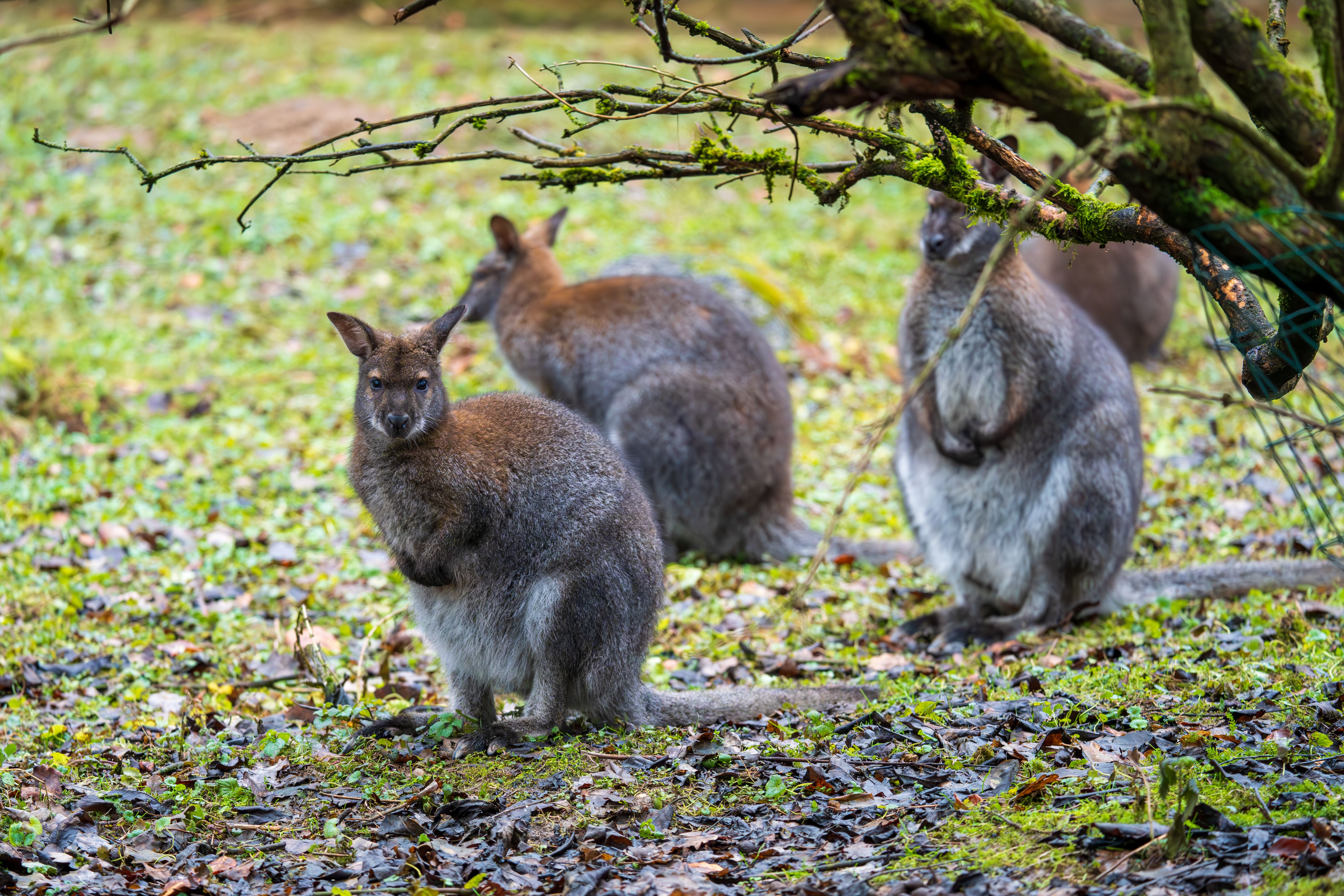 Group of Wallabies in Natural Habitat · Free Stock Photo
