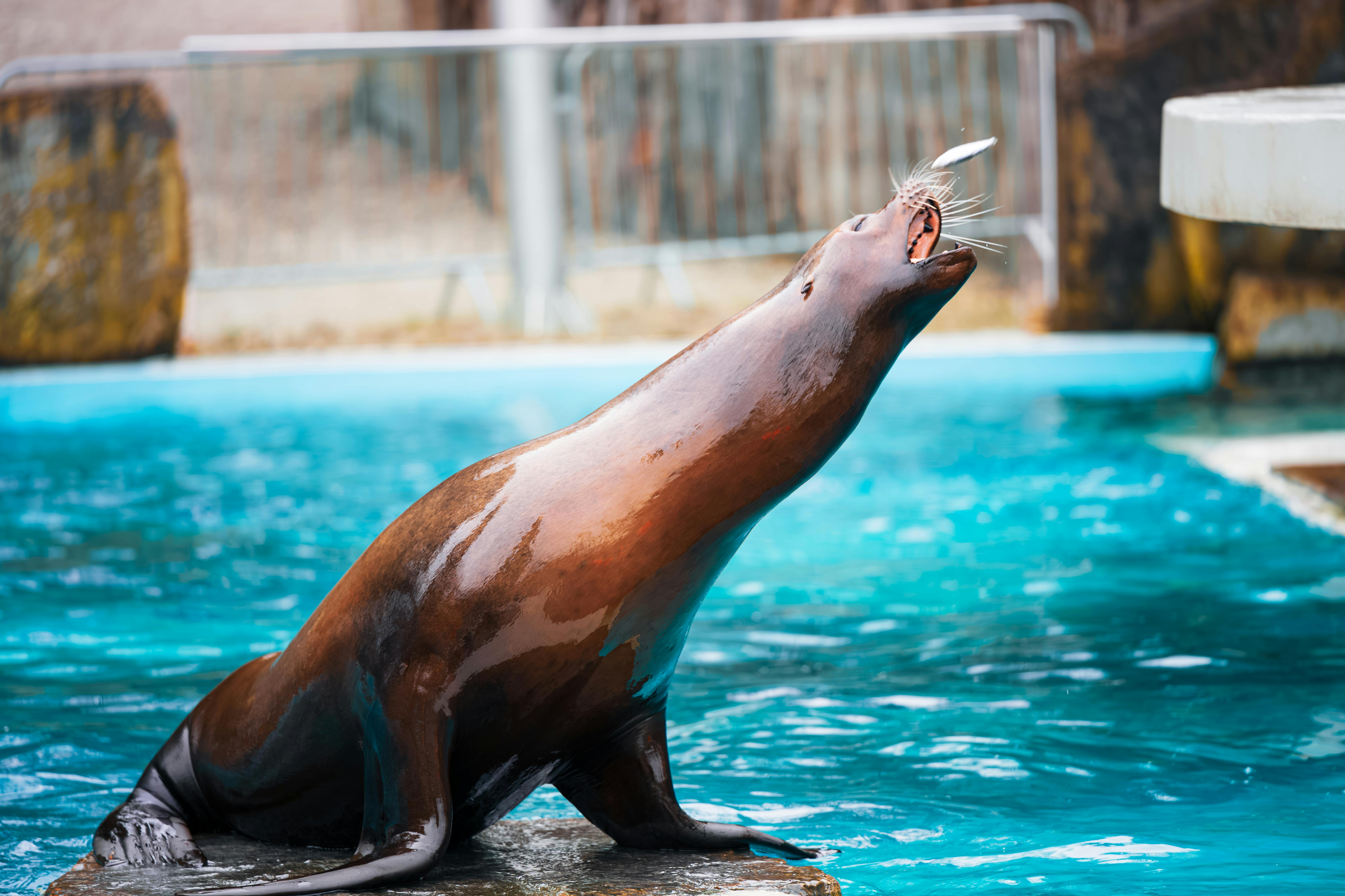 Playful Sea Lion Catching Fish at Ljubljana Zoo · Free Stock Photo