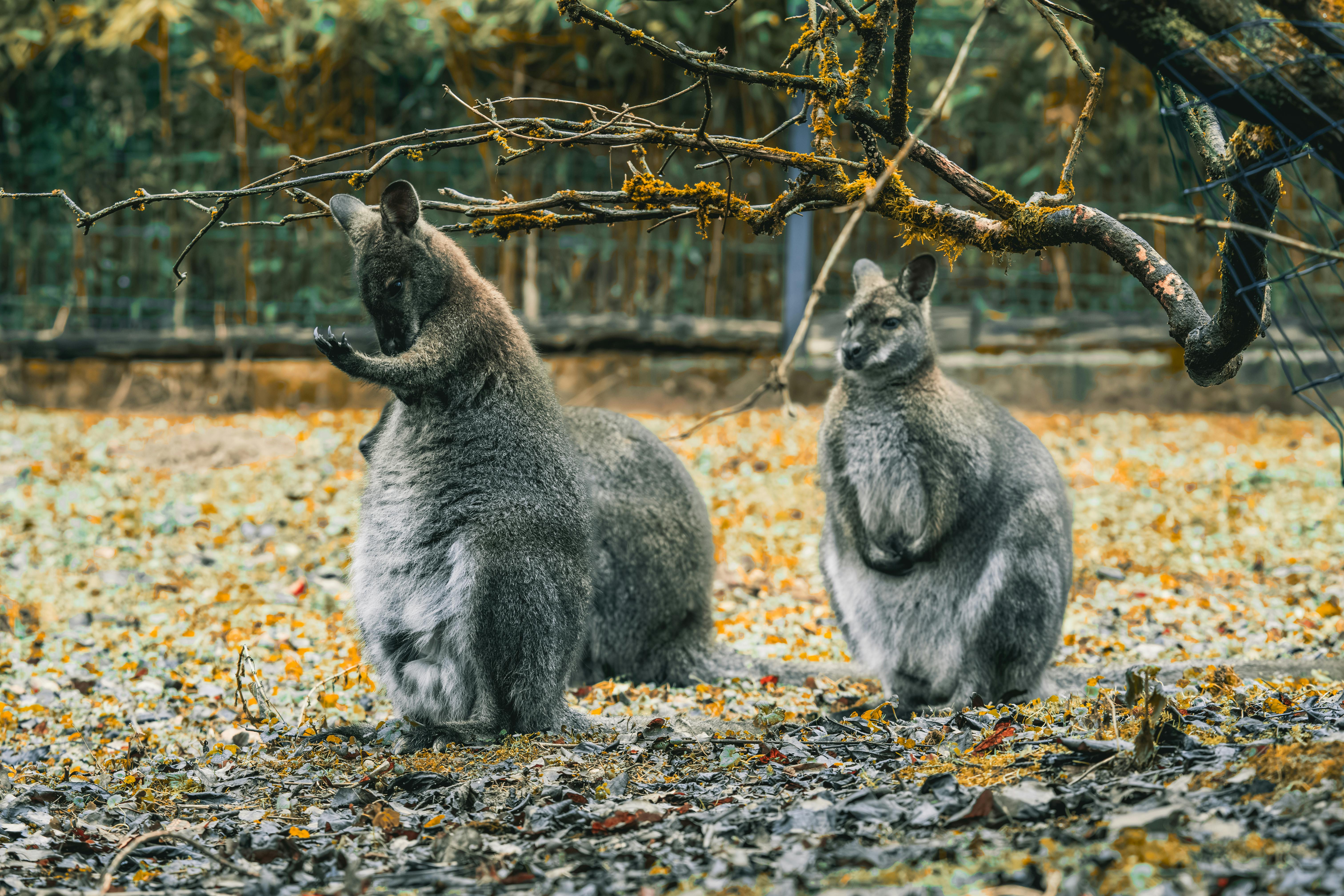 Wallabies in a Forest Setting in Autumn · Free Stock Photo