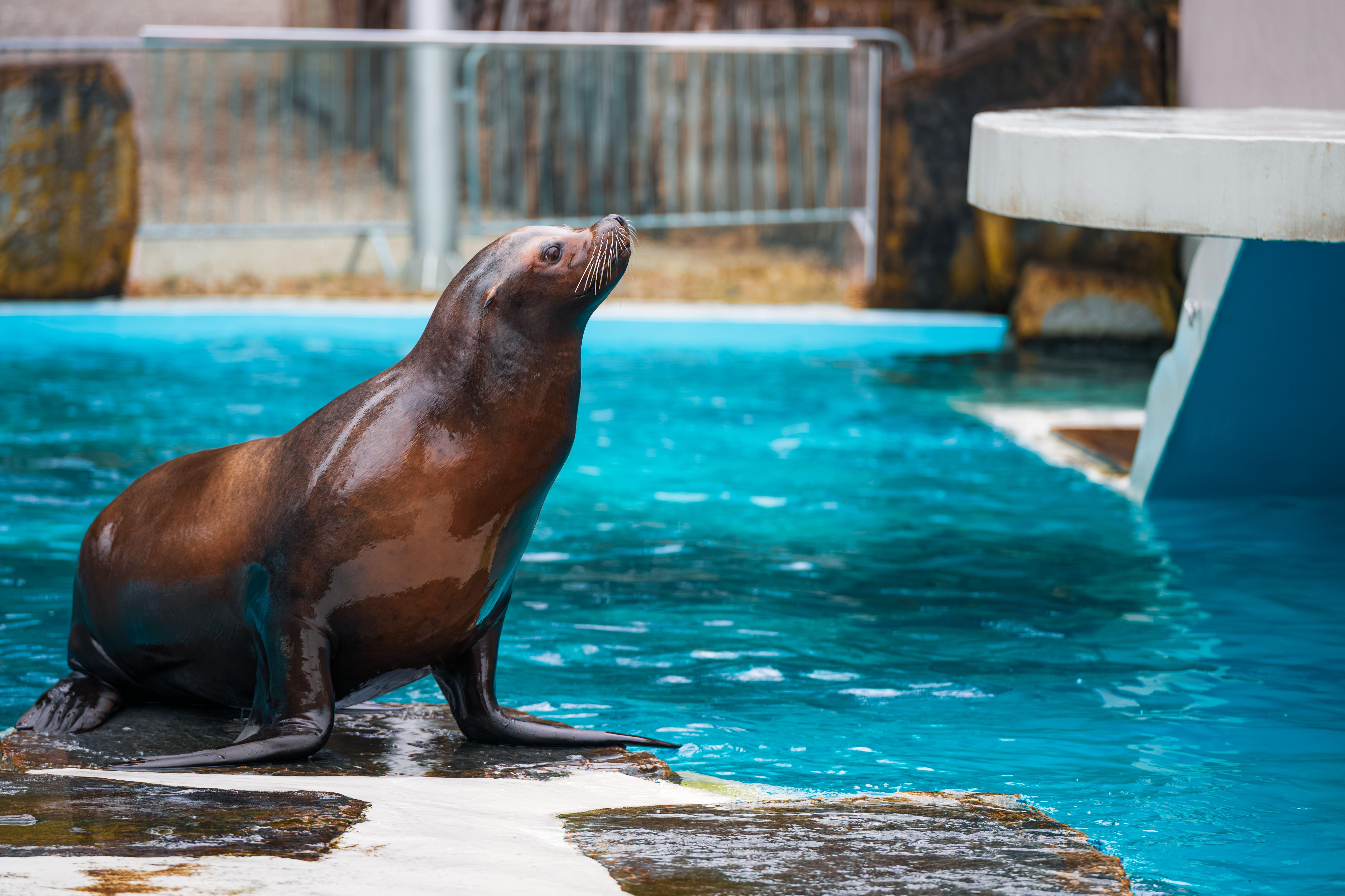 León Marino De California En Cautiverio En El Acuario De Liubliana ...