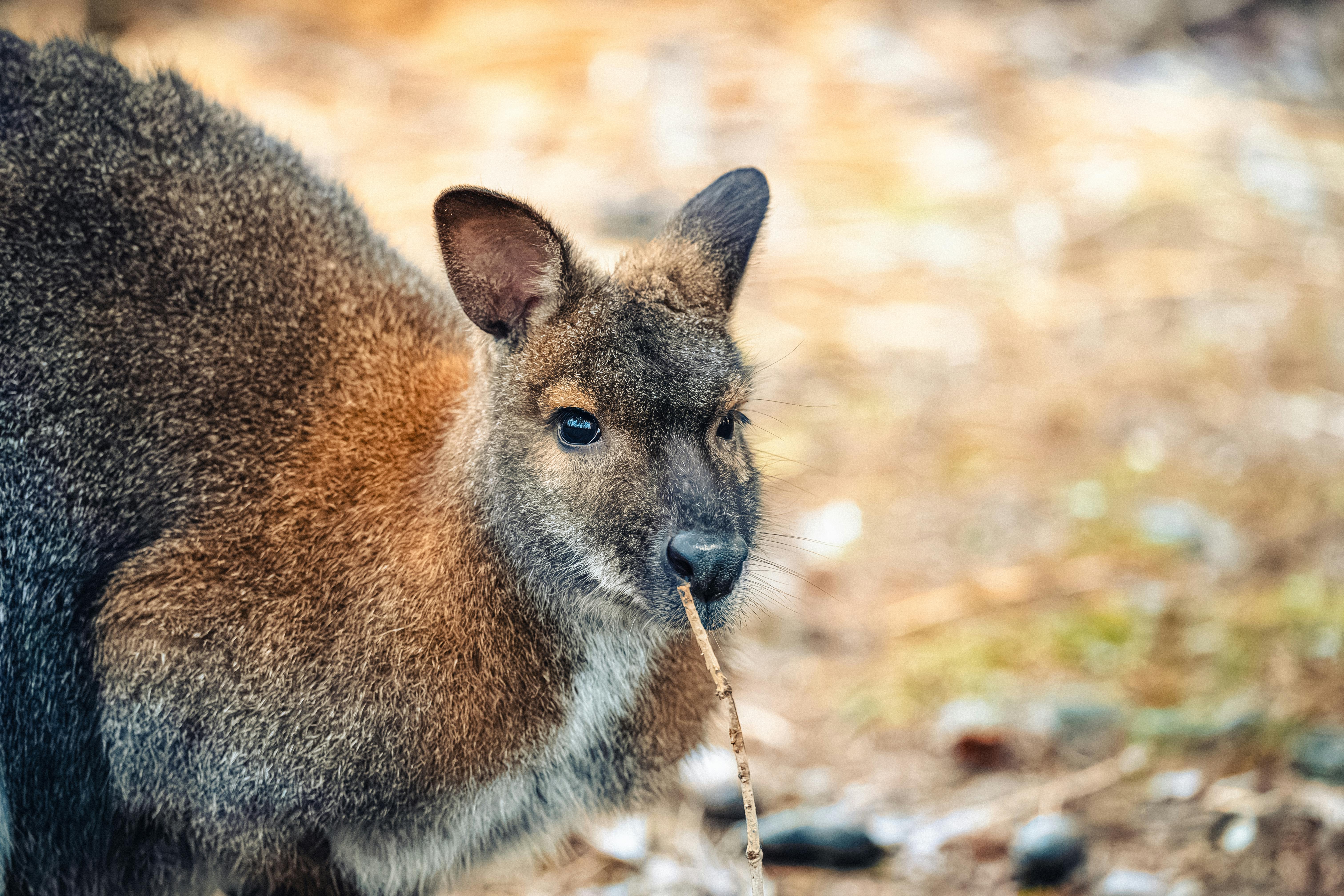 Adorable Wallaby Eating Twig in Ljubljana · Free Stock Photo