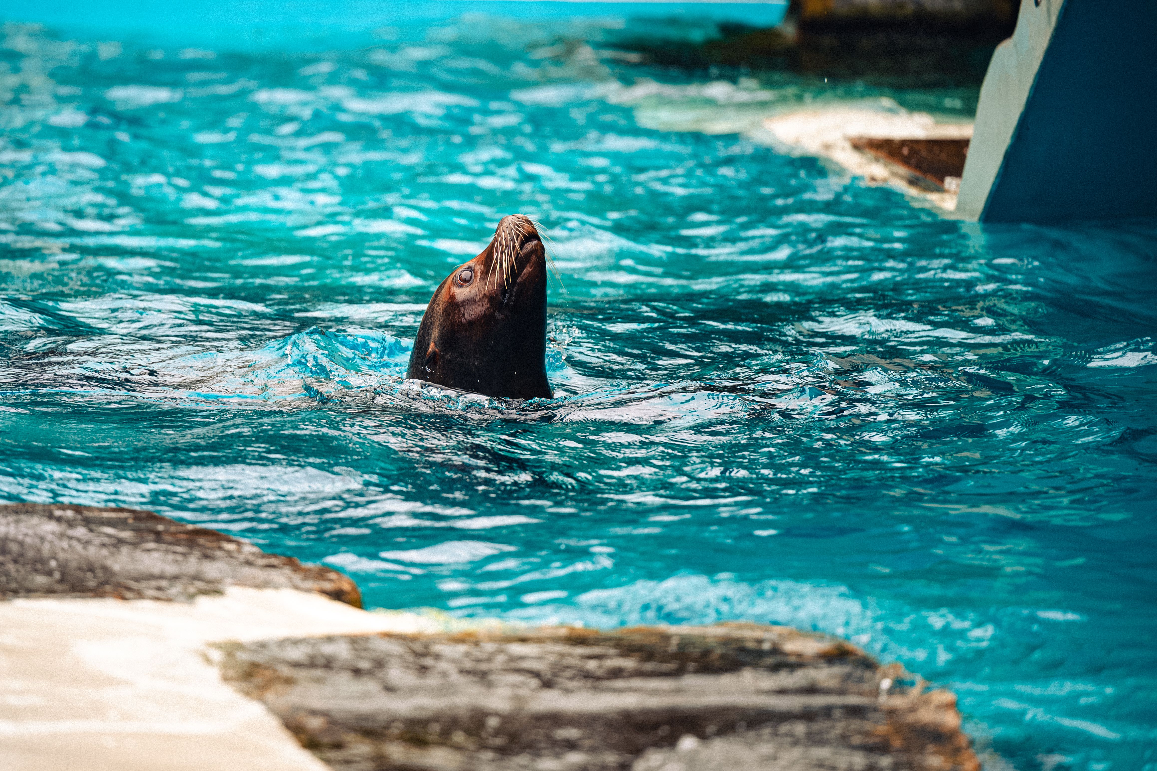 Playful Sea Lion in Clear Blue Water · Free Stock Photo
