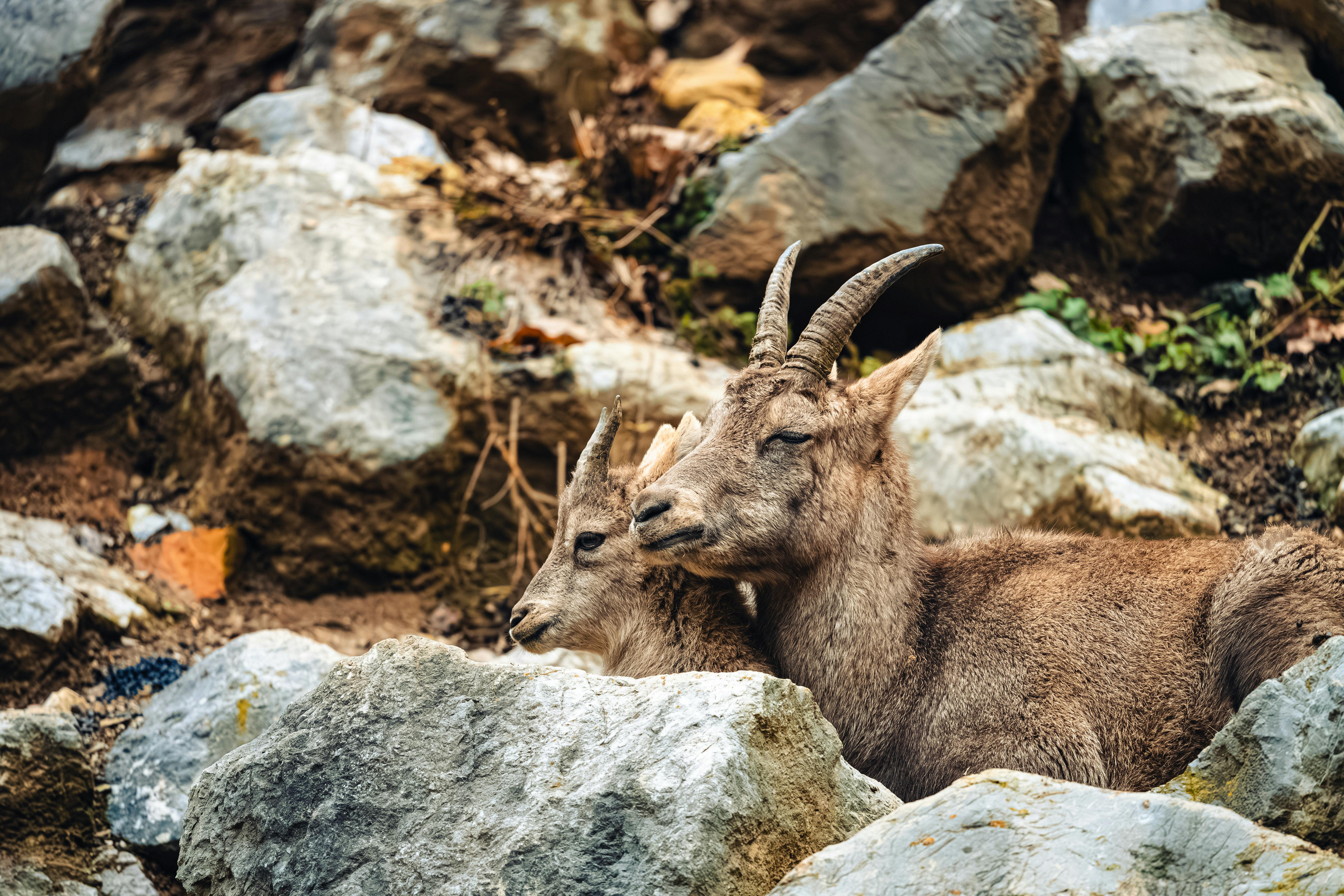 Resting Wild Goats Amidst Rocky Terrain in Slovenia · Free Stock Photo