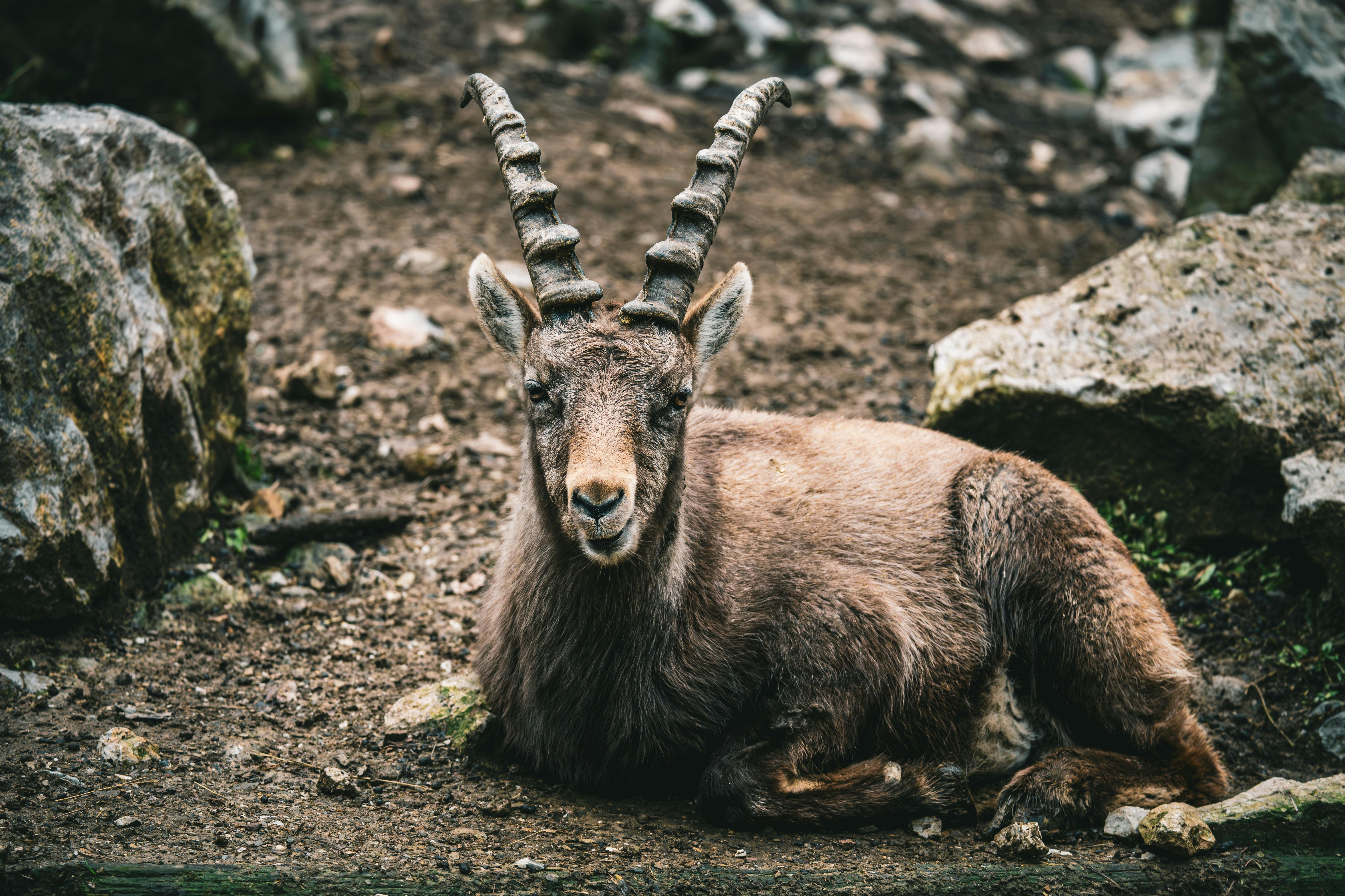Resting Alpine Ibex in Natural Habitat · Free Stock Photo