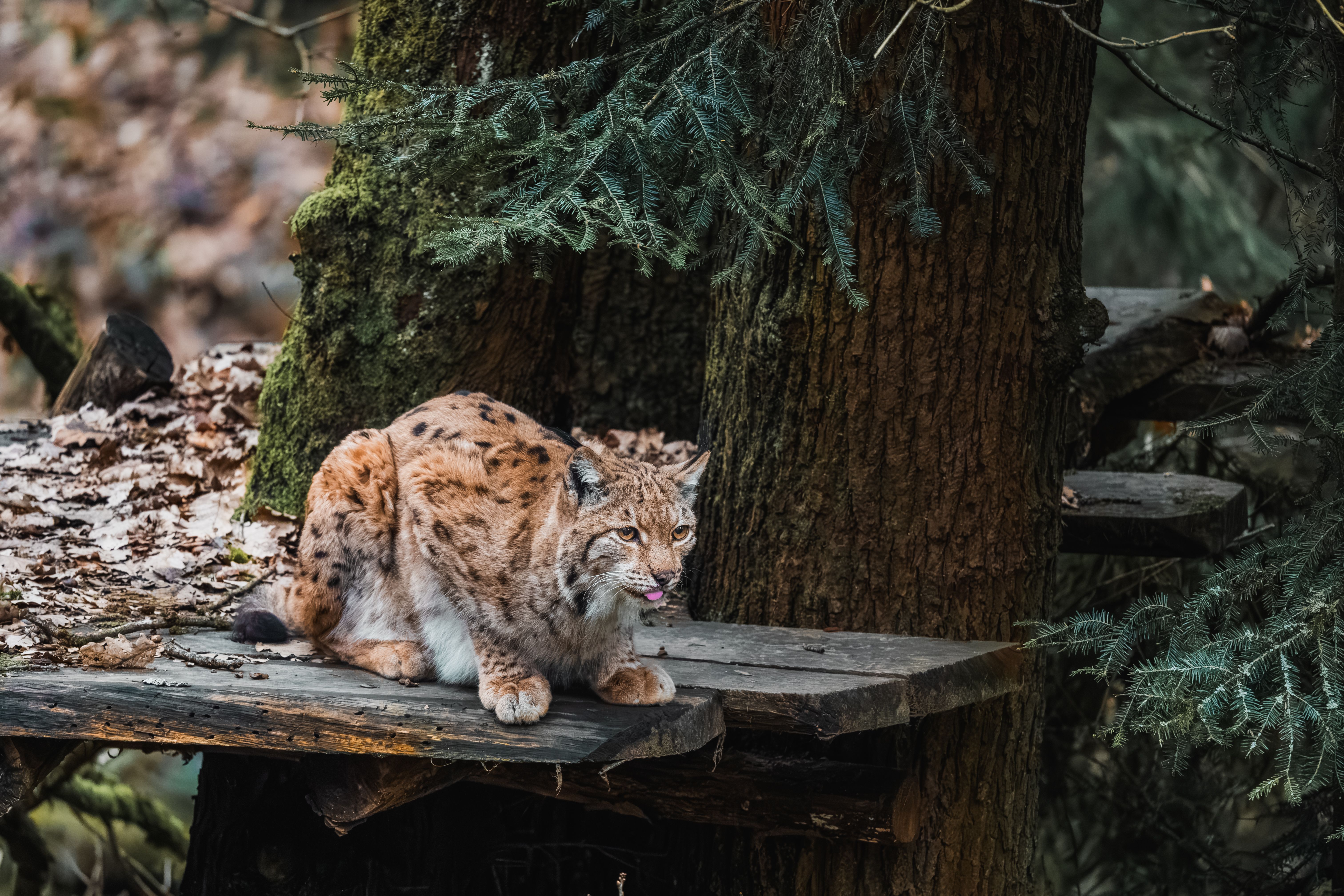 Noordelijke Lynx Photos, Download The BEST Free Noordelijke Lynx Stock ...