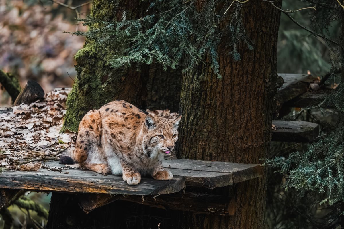 Eurasian Lynx (Lynx Lynx) Photos, Download The BEST Free Eurasian Lynx ...