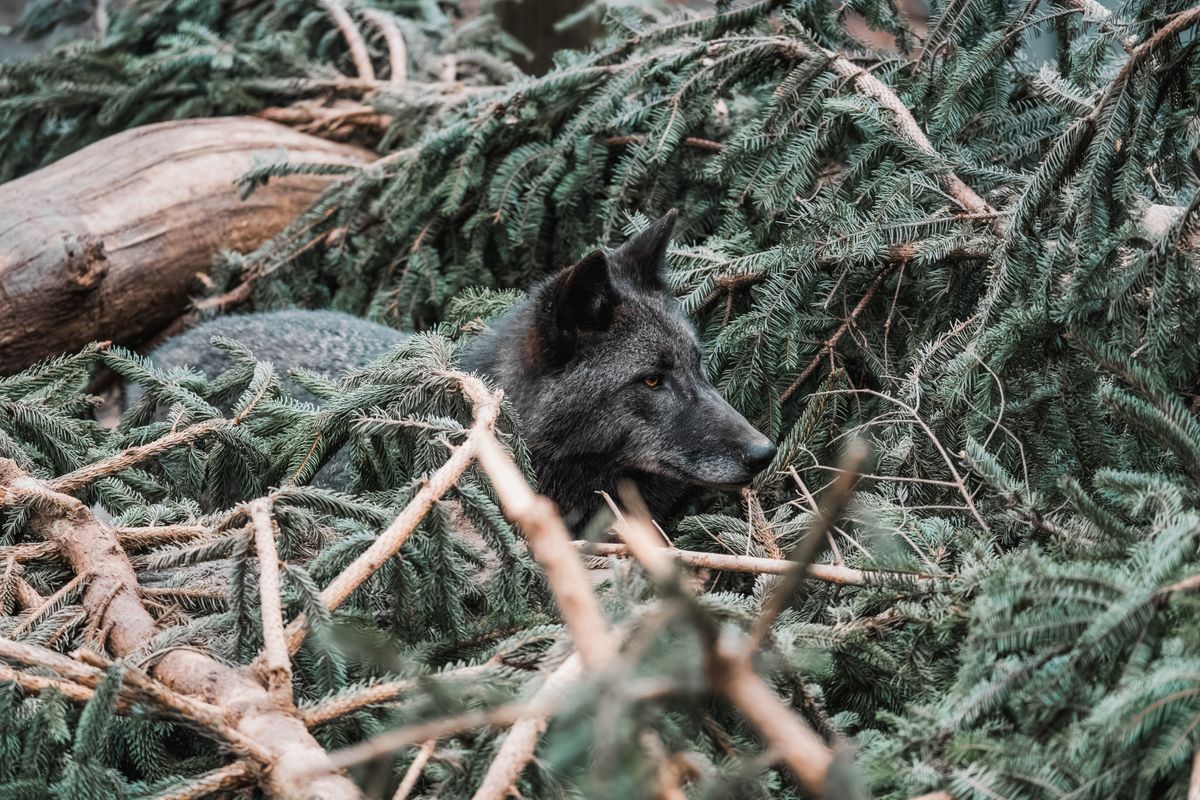 Black Wolf Photos, Download The BEST Free Black Wolf Stock Photos & HD ...