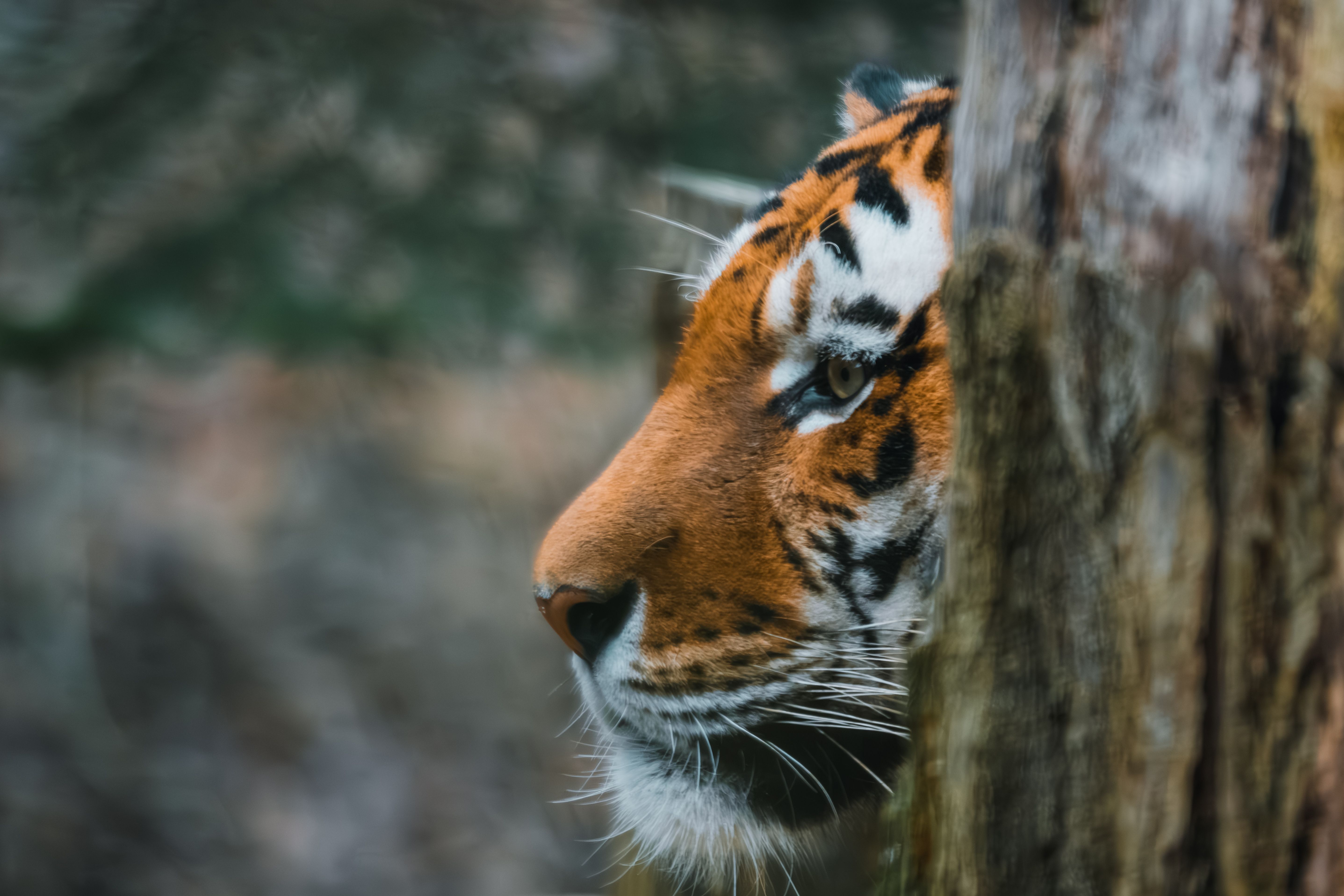 Majestic Siberian Tiger Peering Behind a Tree · Free Stock Photo