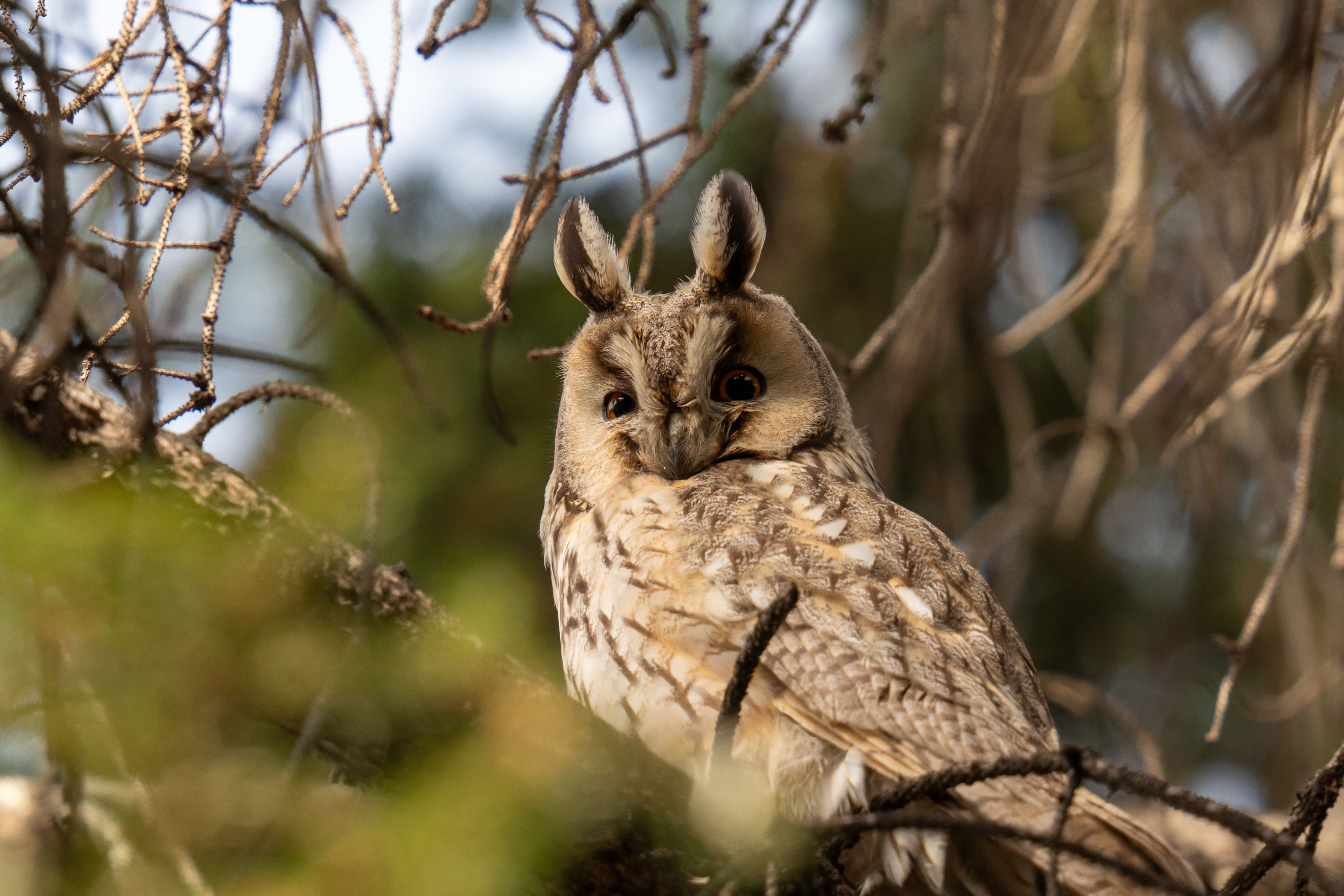 Close-up of Long-Eared Owl in Autumn Forest · Free Stock Photo
