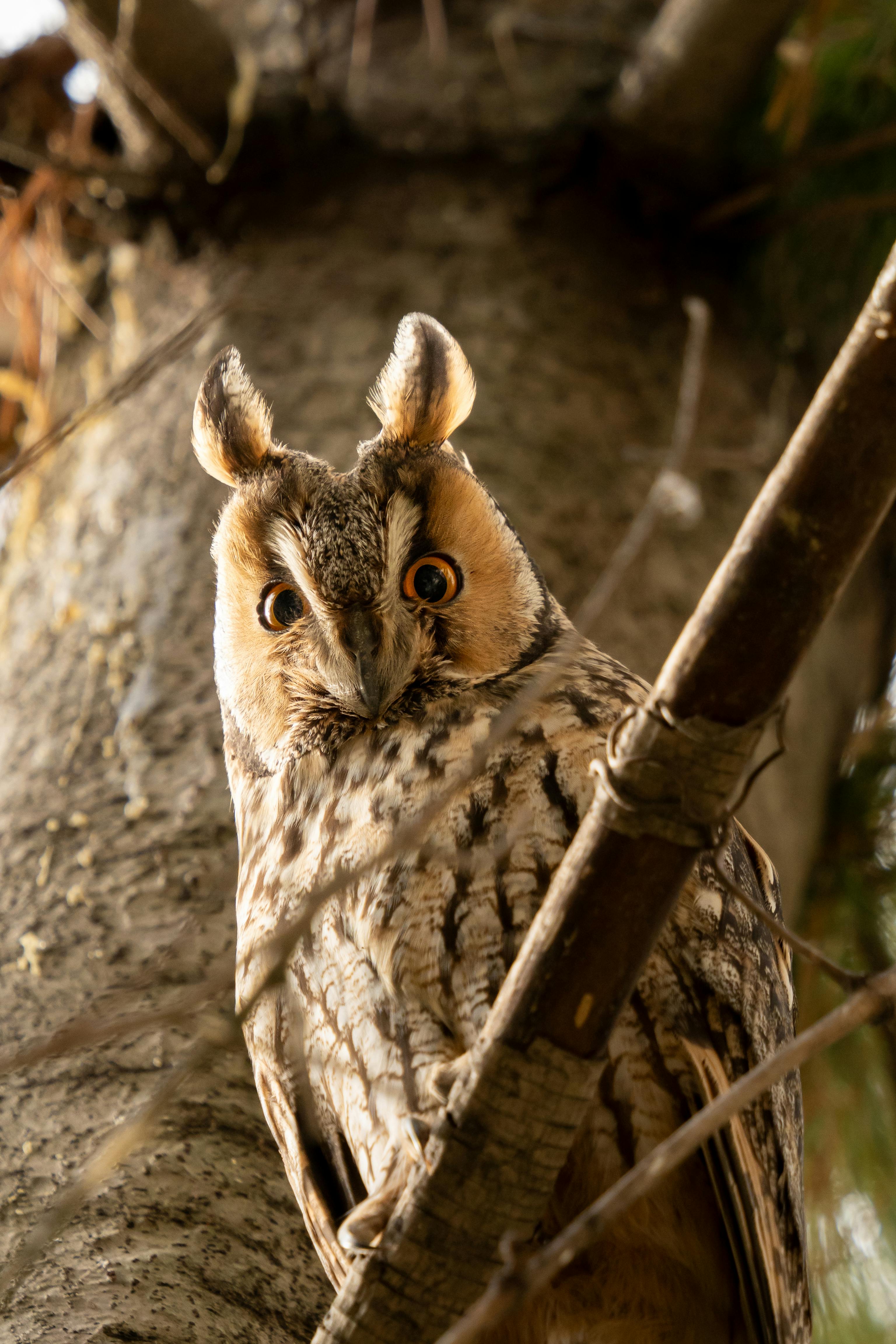 Retrato En Primer Plano De Un Búho Chico En El Bosque · Foto de stock ...