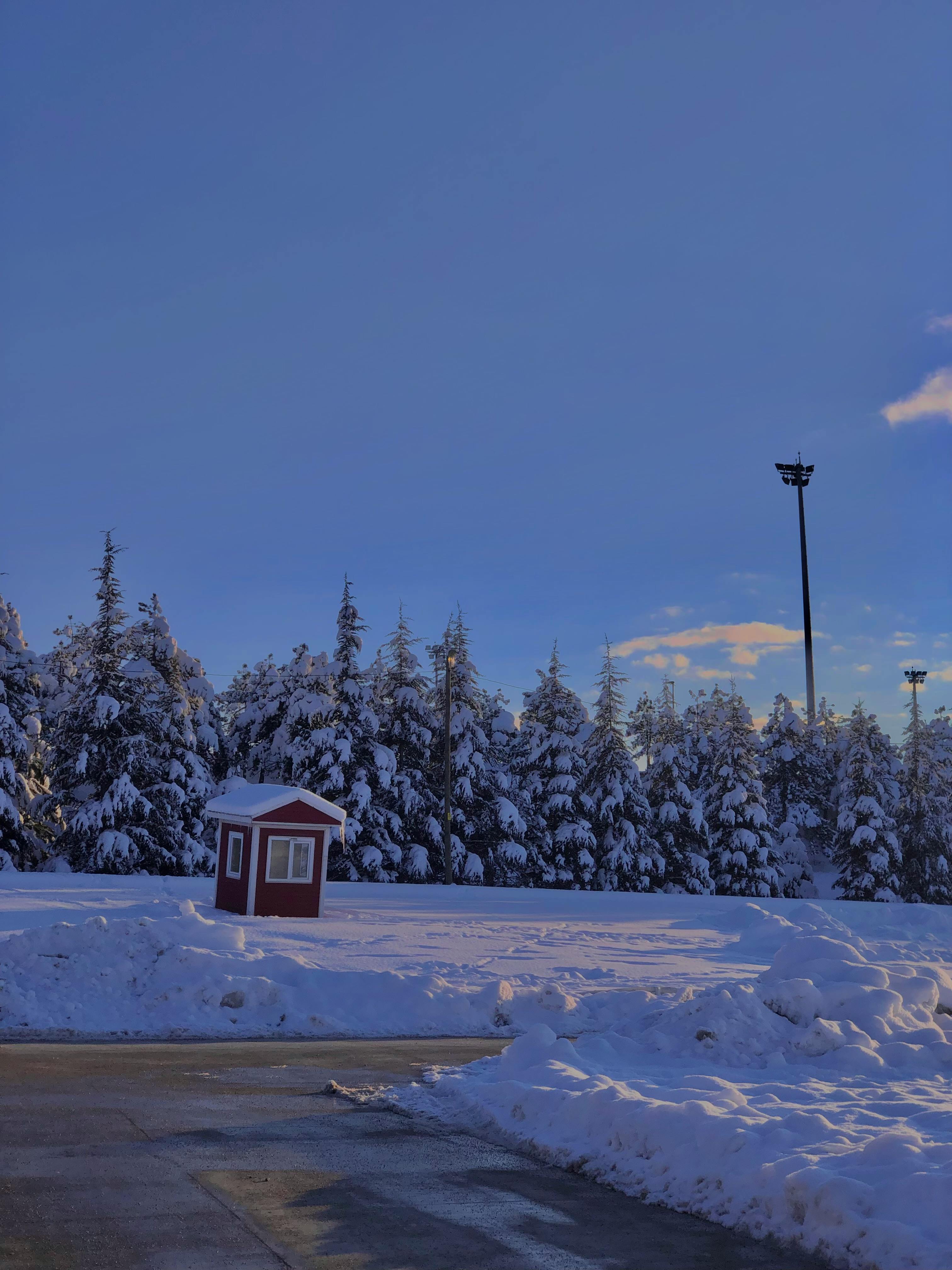 North Pole Trees Photos, Download The BEST Free North Pole Trees Stock ...