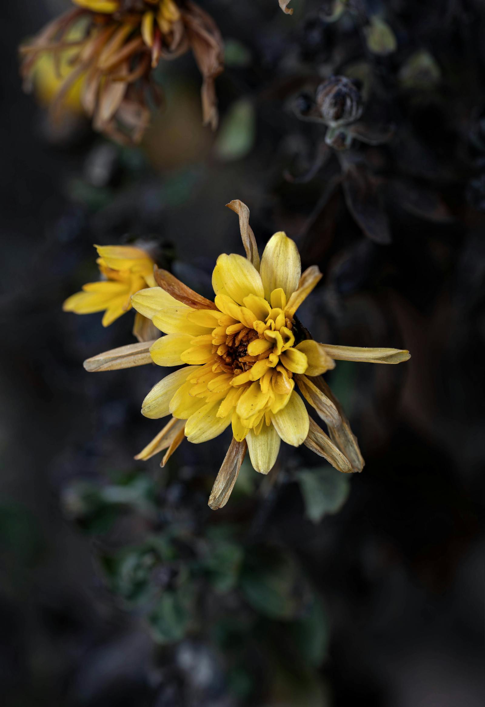 Withering Flower Among Others Photos, Download The BEST Free Withering ...