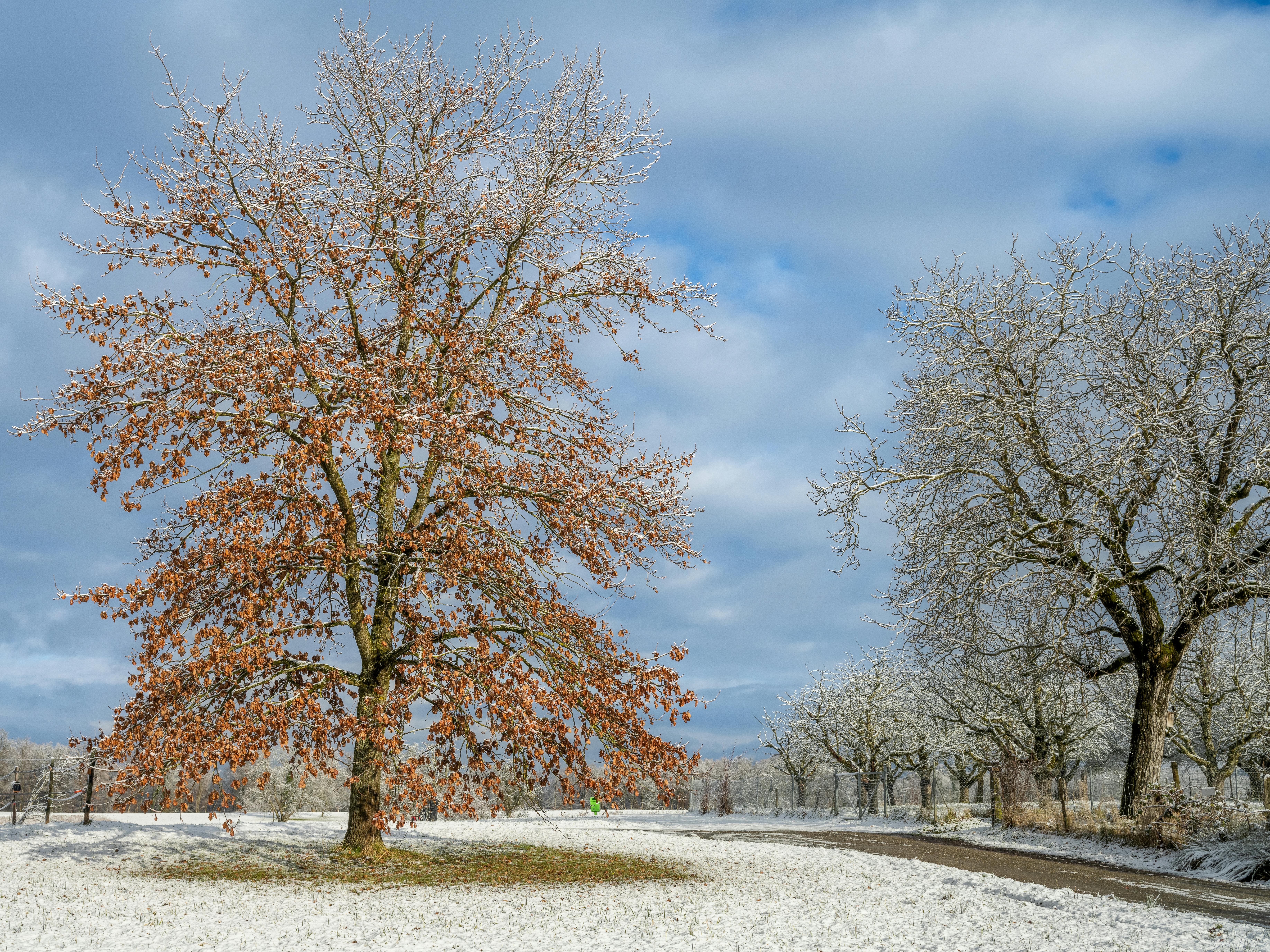 Winter Landscape with Frosted Trees · Free Stock Photo