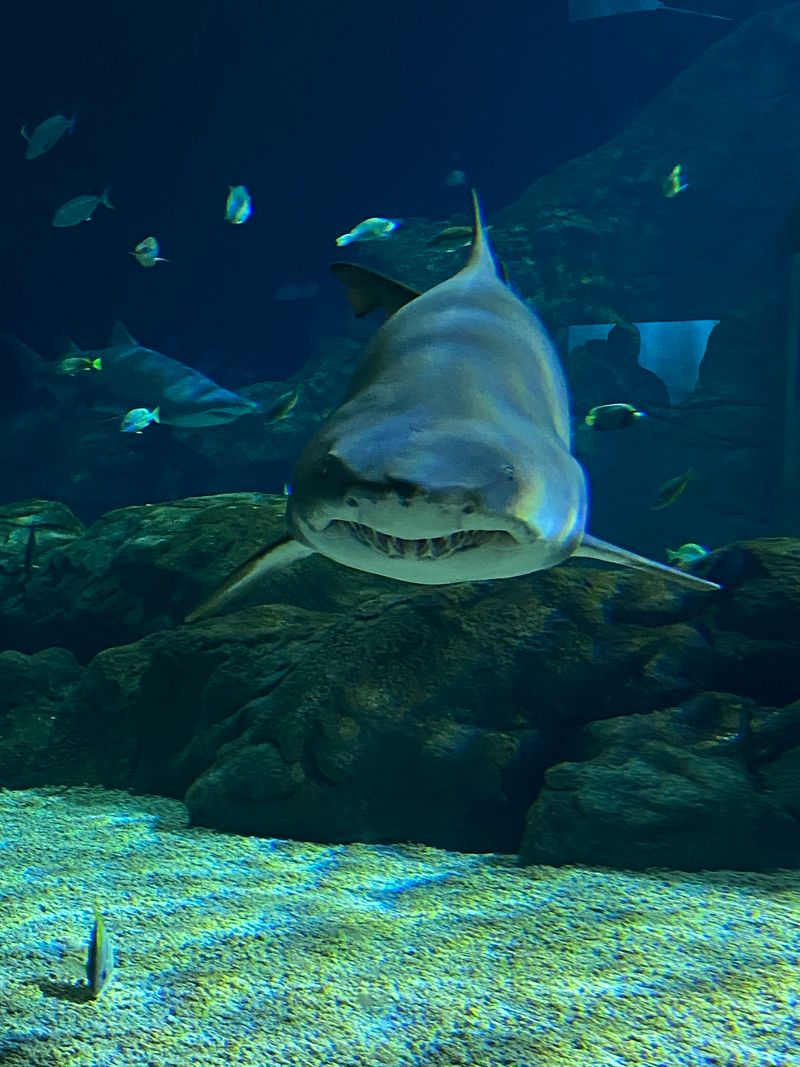 Aesthetic Shark Photos, Download The BEST Free Aesthetic Shark Stock ...