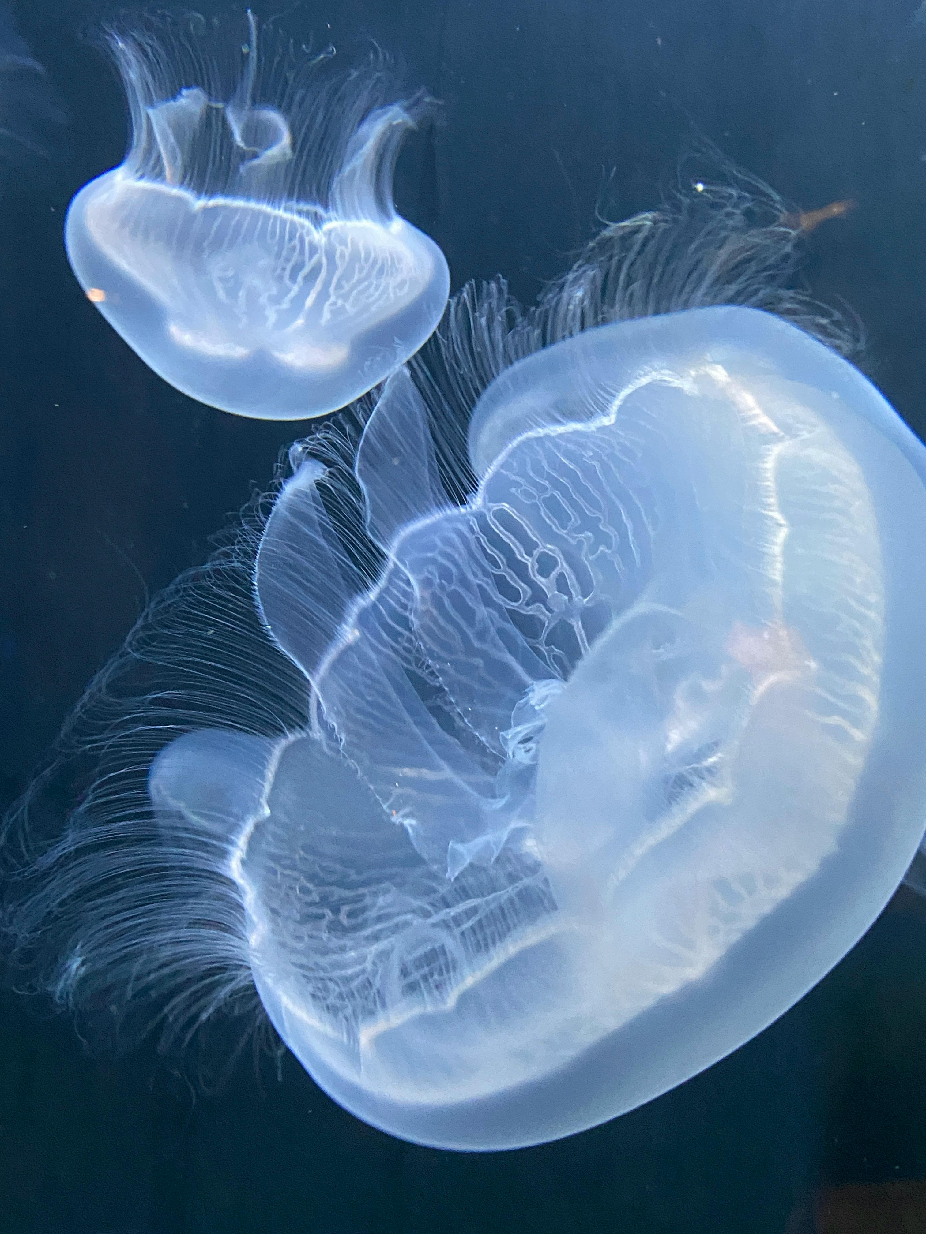 Sea Jellyfish Photos, Download The BEST Free Sea Jellyfish Stock Photos ...