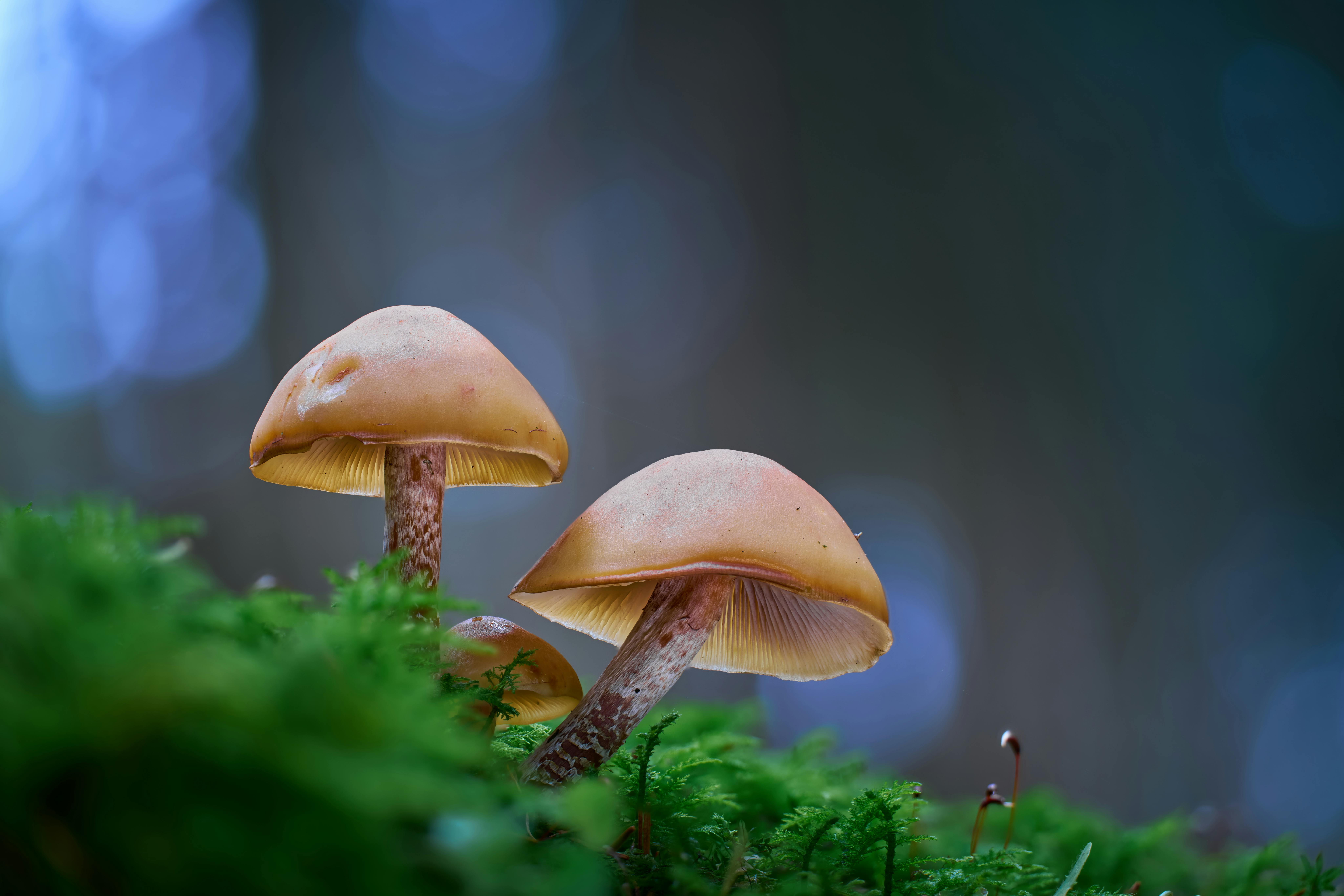 Ecological Photos, Download The BEST Free Ecological Stock Photos & HD ...