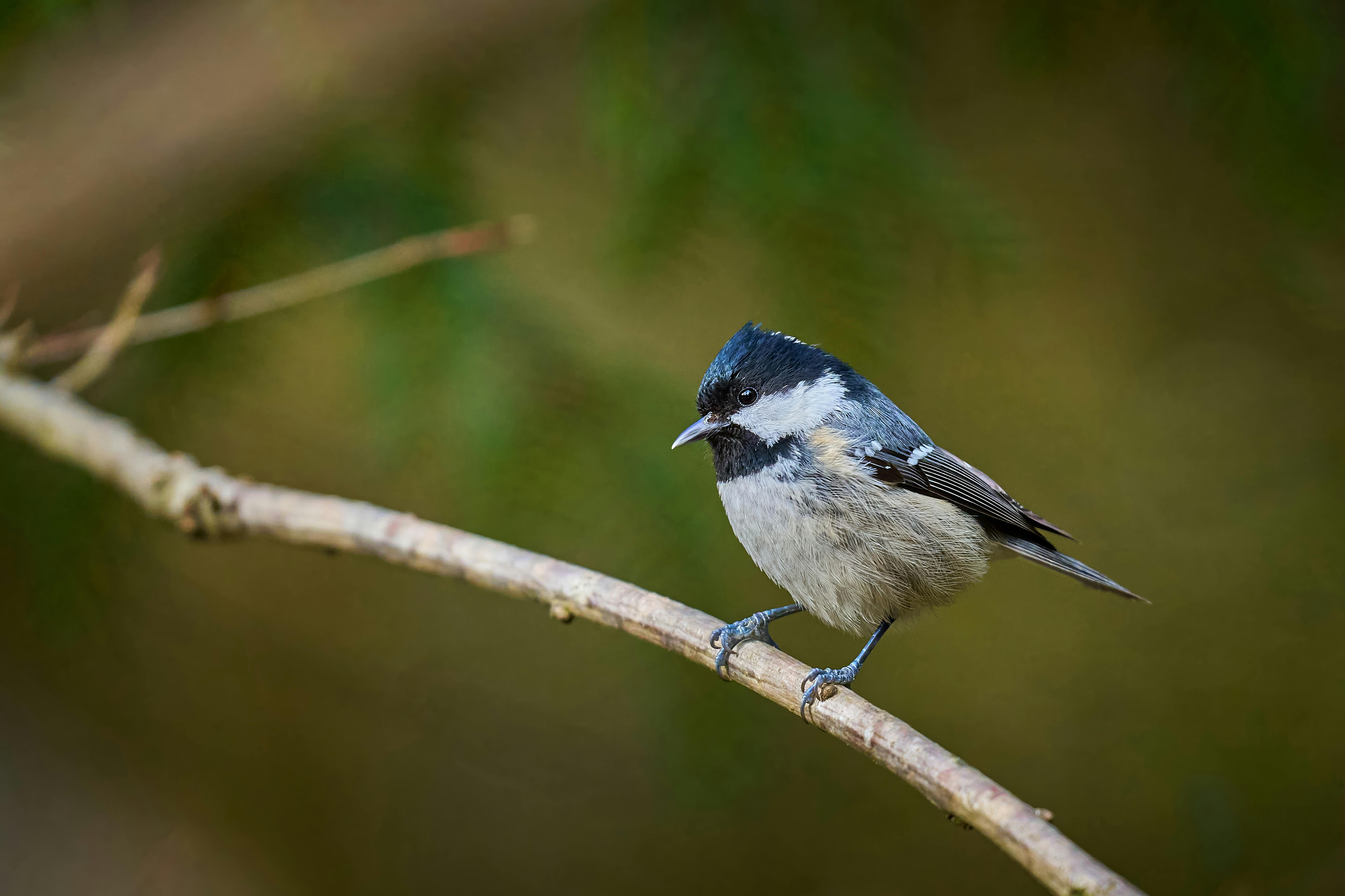 poecile atricapillus, 健康的生態系統, 分公司, 動物, 動物學, 北半球, 喙, 多彩的鳥, 天性, 寧靜, 小鳥 ...