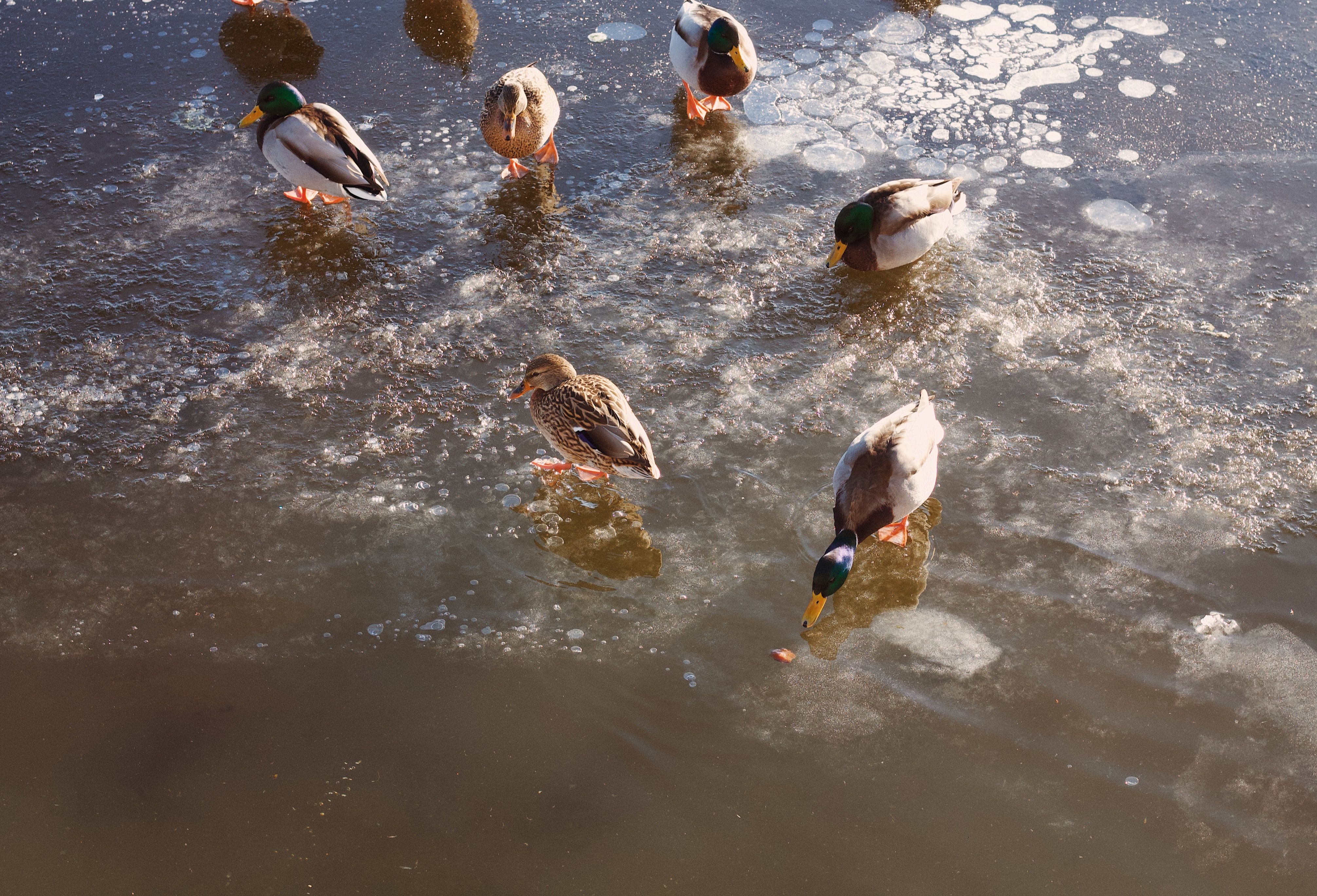 Ducks Walking on Frozen Ice in Saratov, Russia · Free Stock Photo