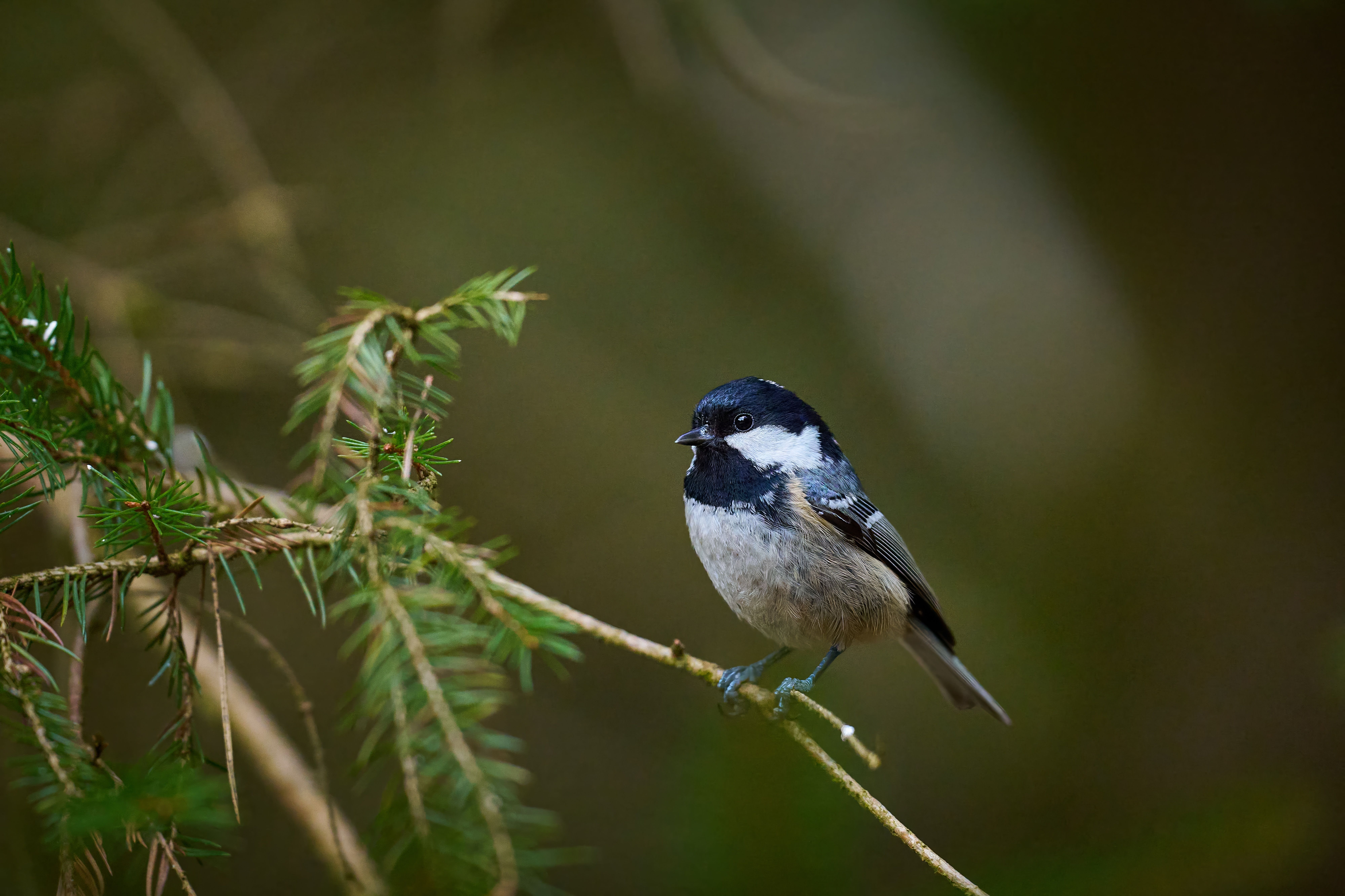 Black-Capped Chickadee Resting on Pine Branch · Free Stock Photo