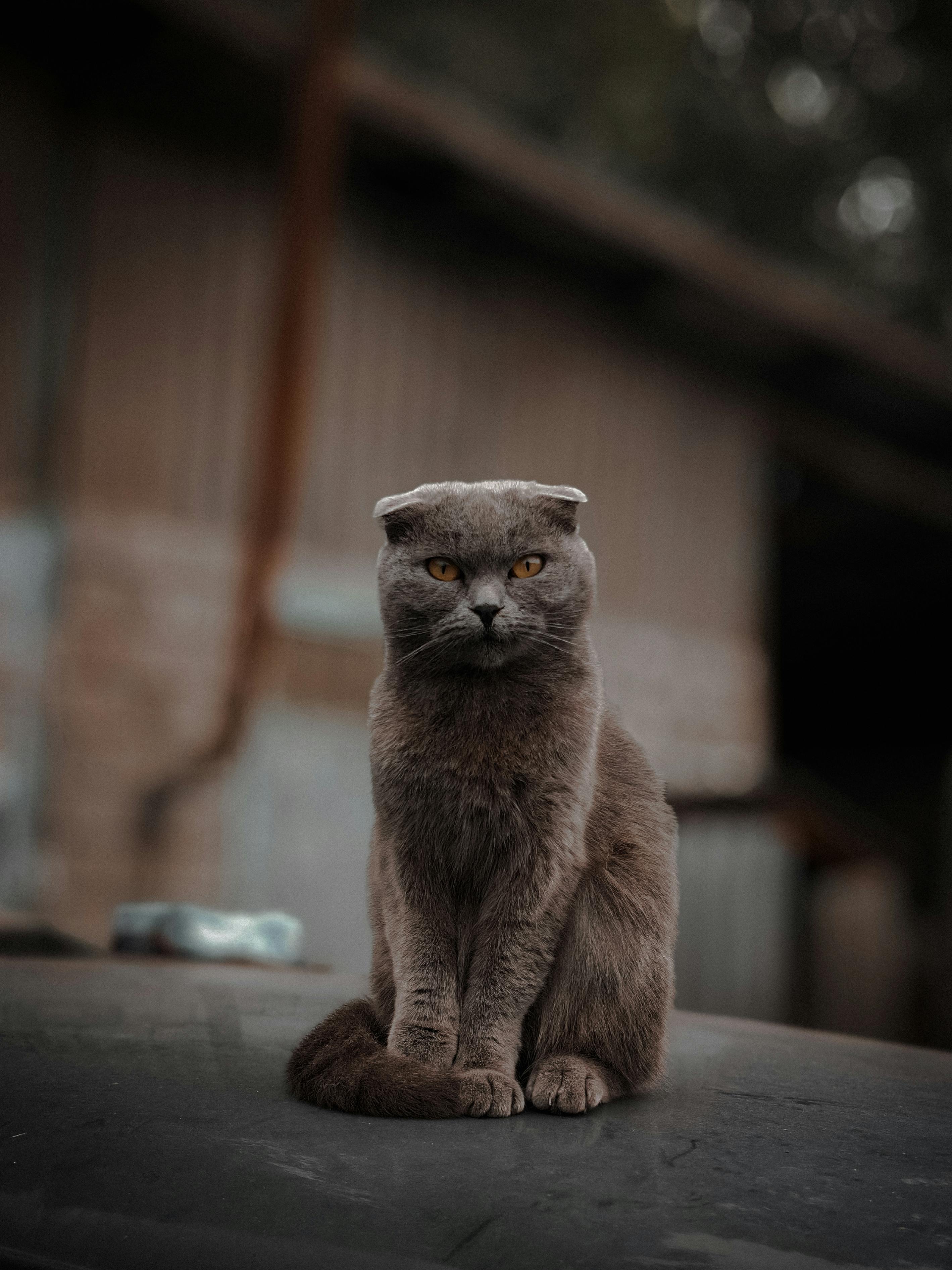 Nyan Cat Photos, Download The BEST Free Nyan Cat Stock Photos & HD Images