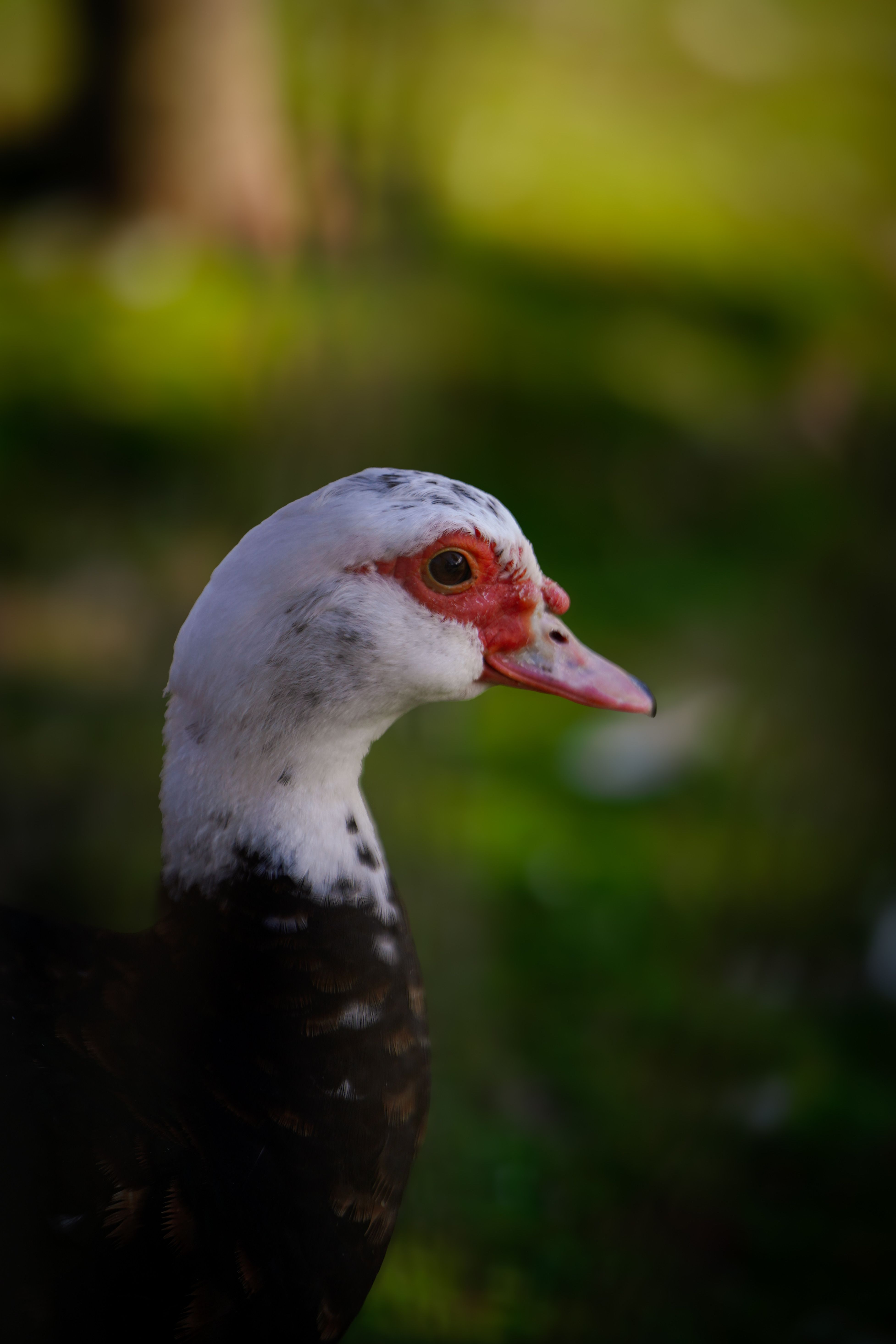 Muscovy Duck Portrait in Natural Habitat · Free Stock Photo