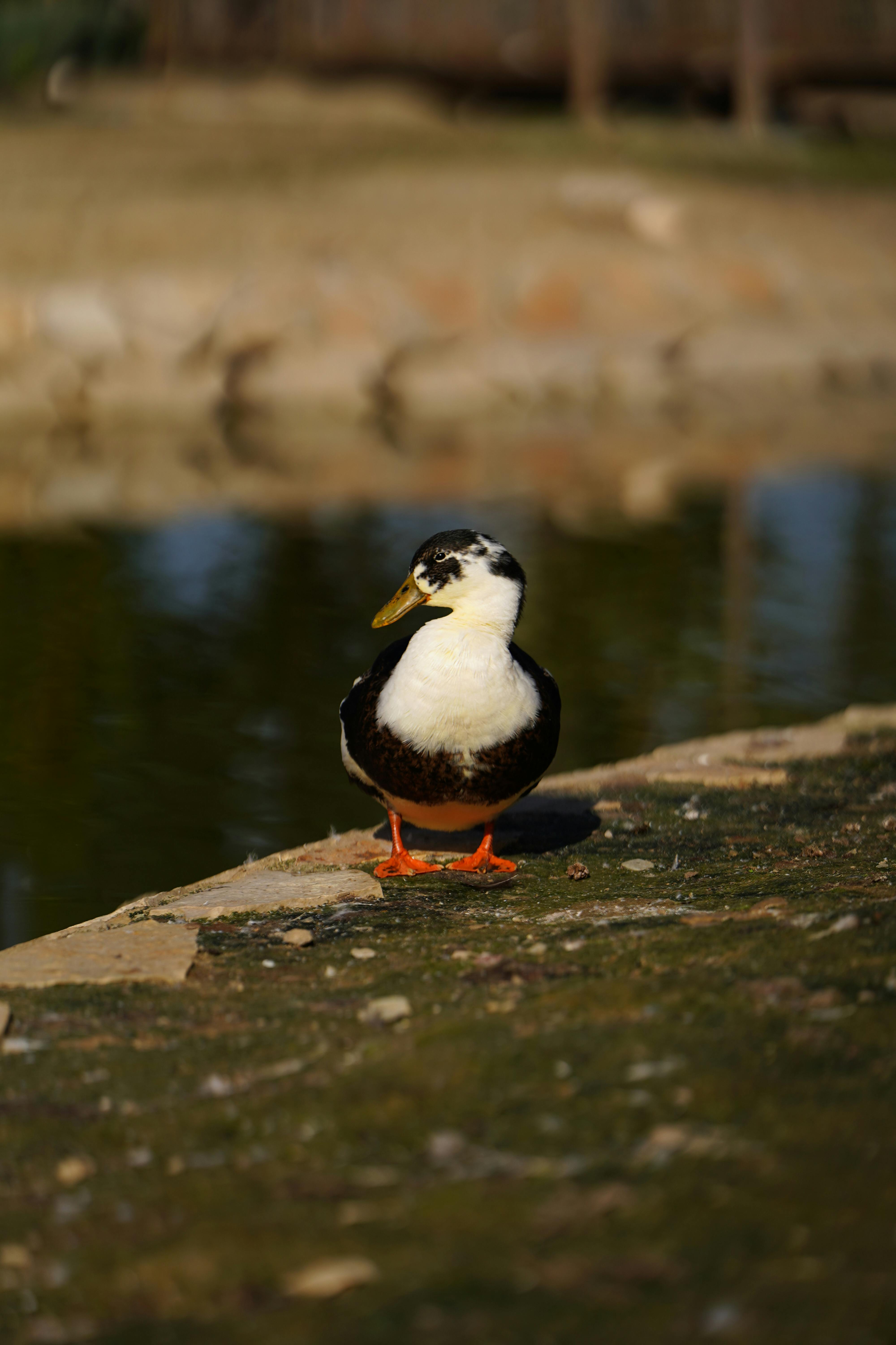 Black and White Duck by a Pond in Sunlight · Free Stock Photo