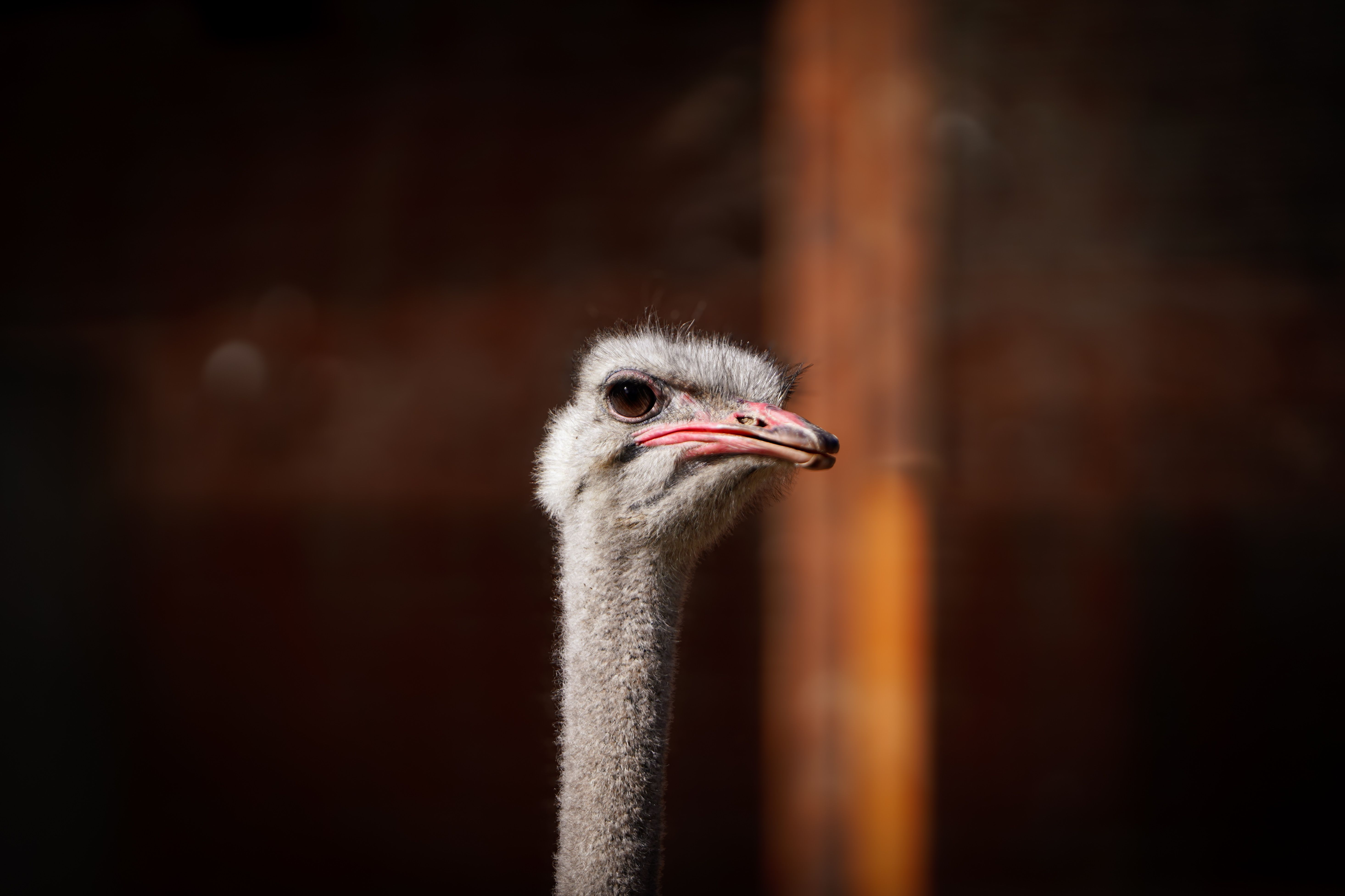 Close-up of an Ostrich in Natural Habitat · Free Stock Photo