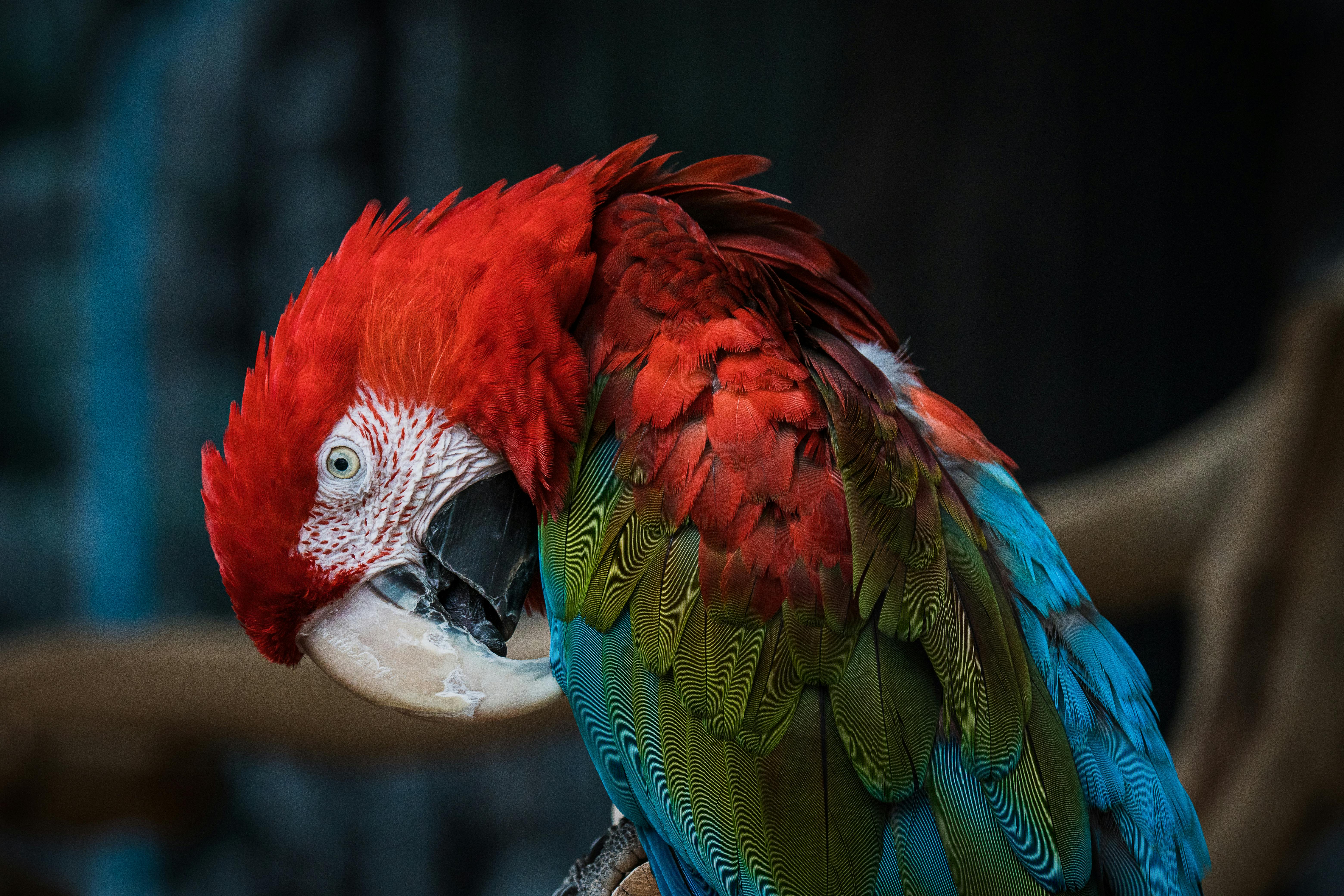 Vibrant Scarlet Macaw Preening in Nature · Free Stock Photo