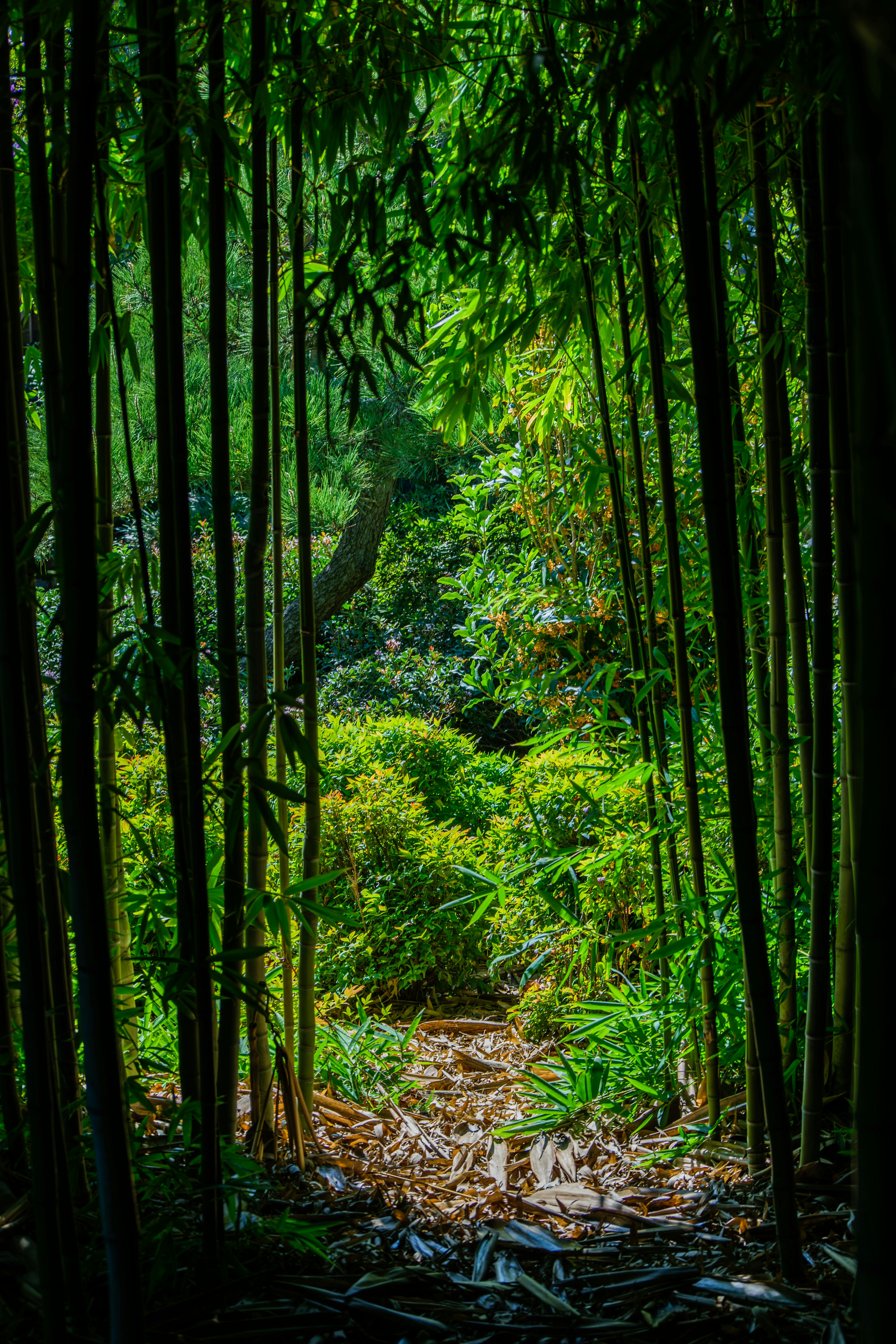 Jalan Setapak Hutan Bambu Yang Tenang Dengan Pepohonan Hijau Yang ...