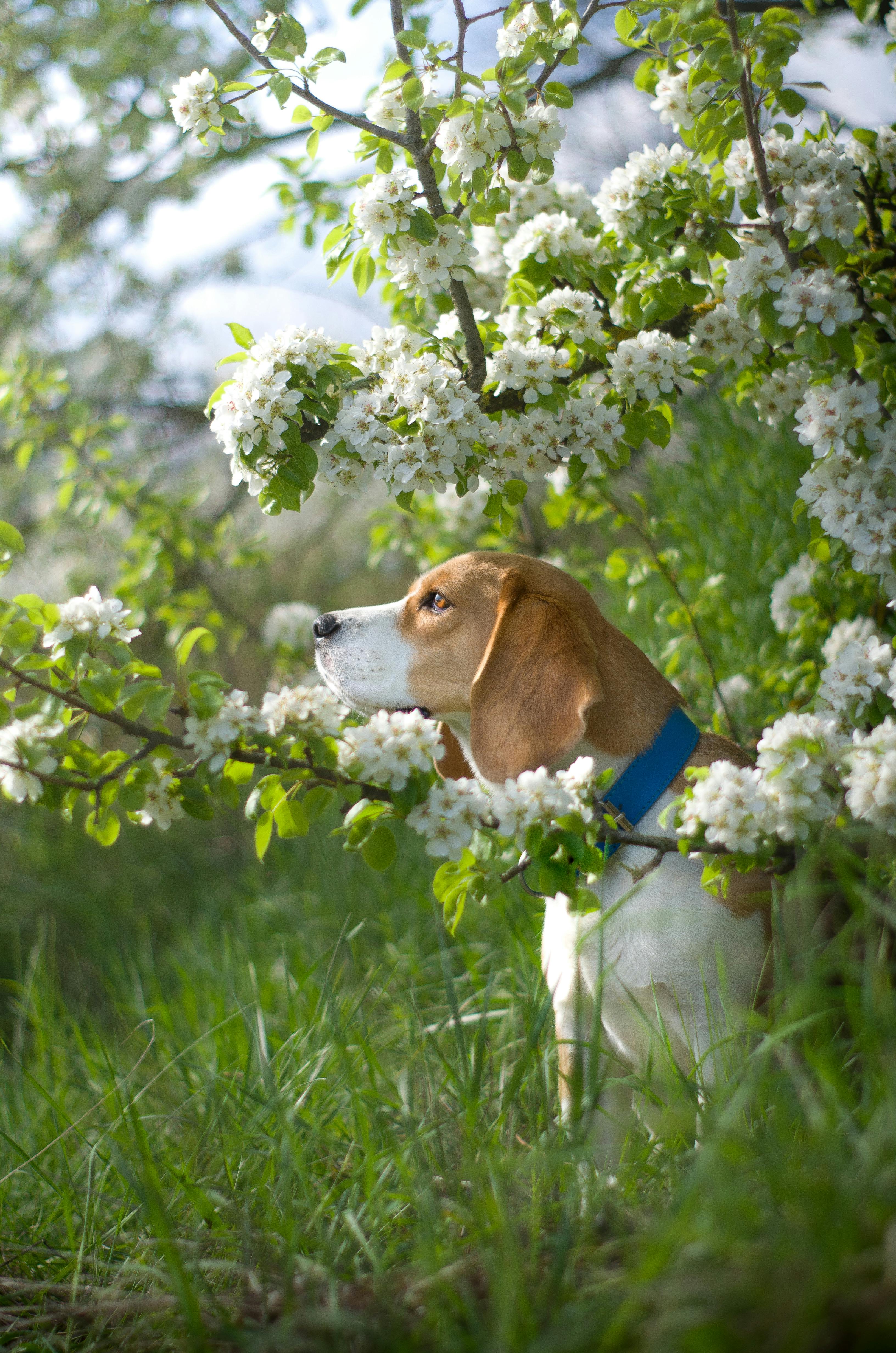 Beagle exploring a spring garden with blooming flowers · Free Stock Photo