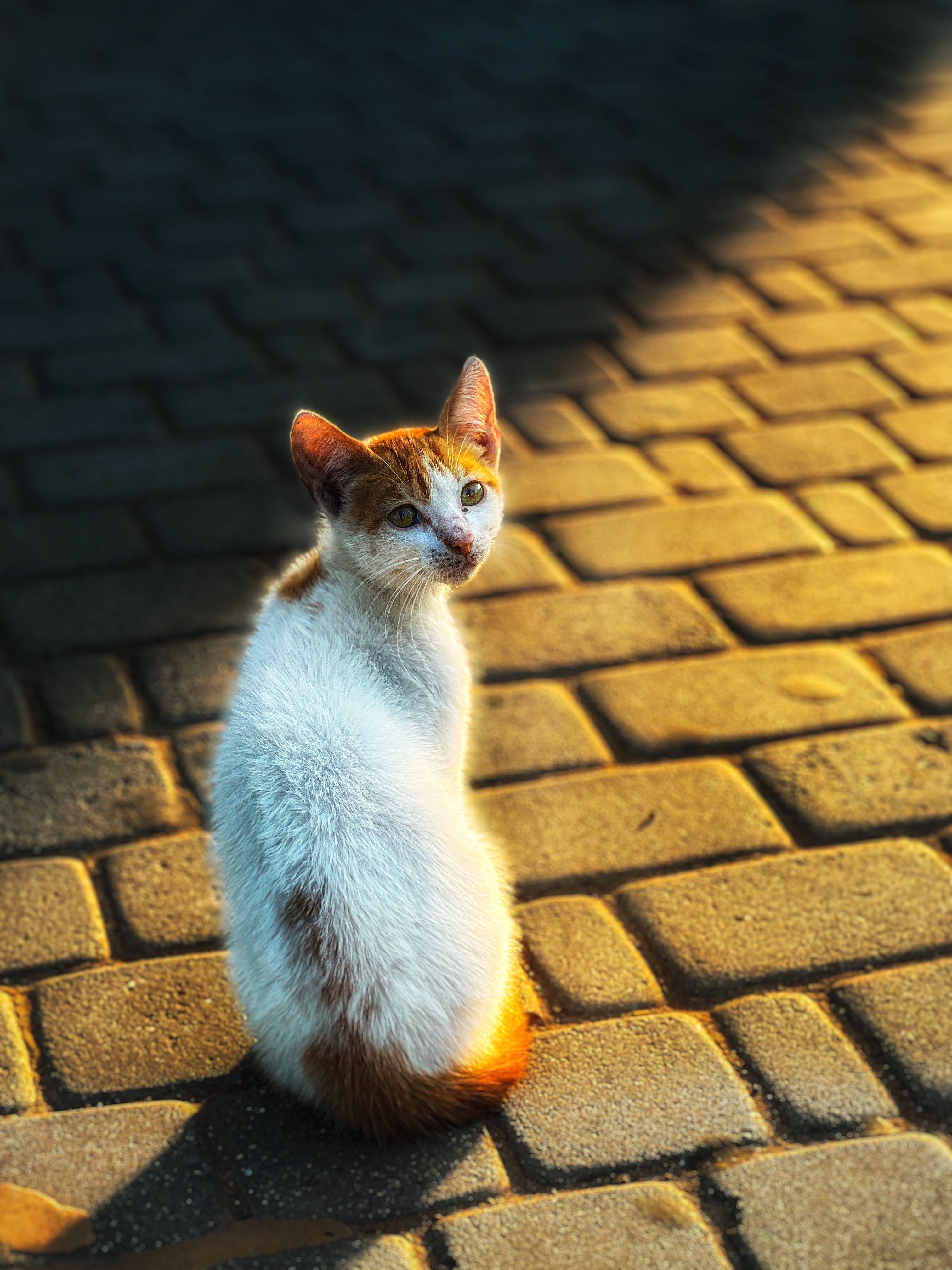 Animal Hours Photos, Download The BEST Free Animal Hours Stock Photos ...