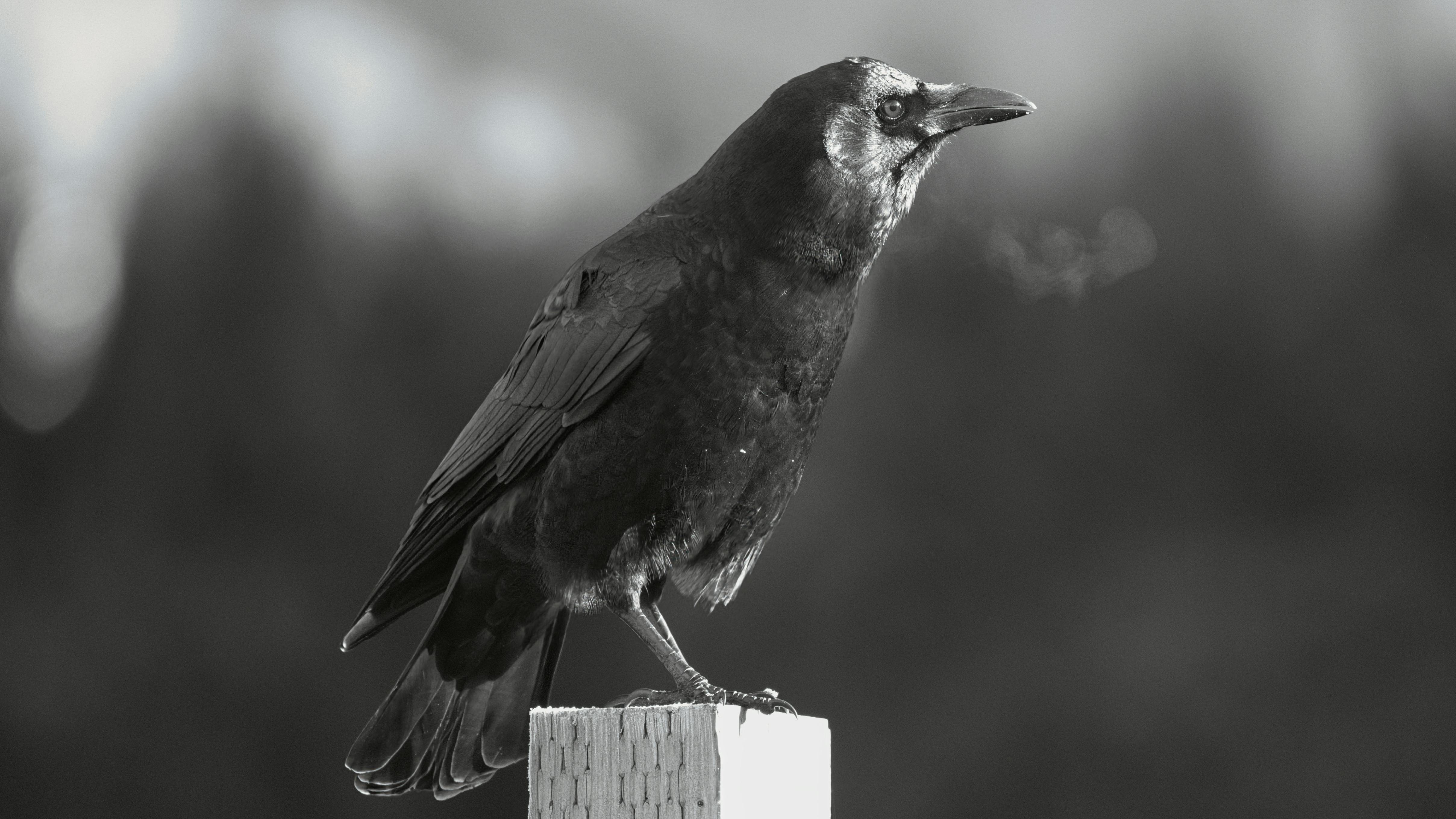 Black Crow Perched on a Post in Lacey, WA · Free Stock Photo