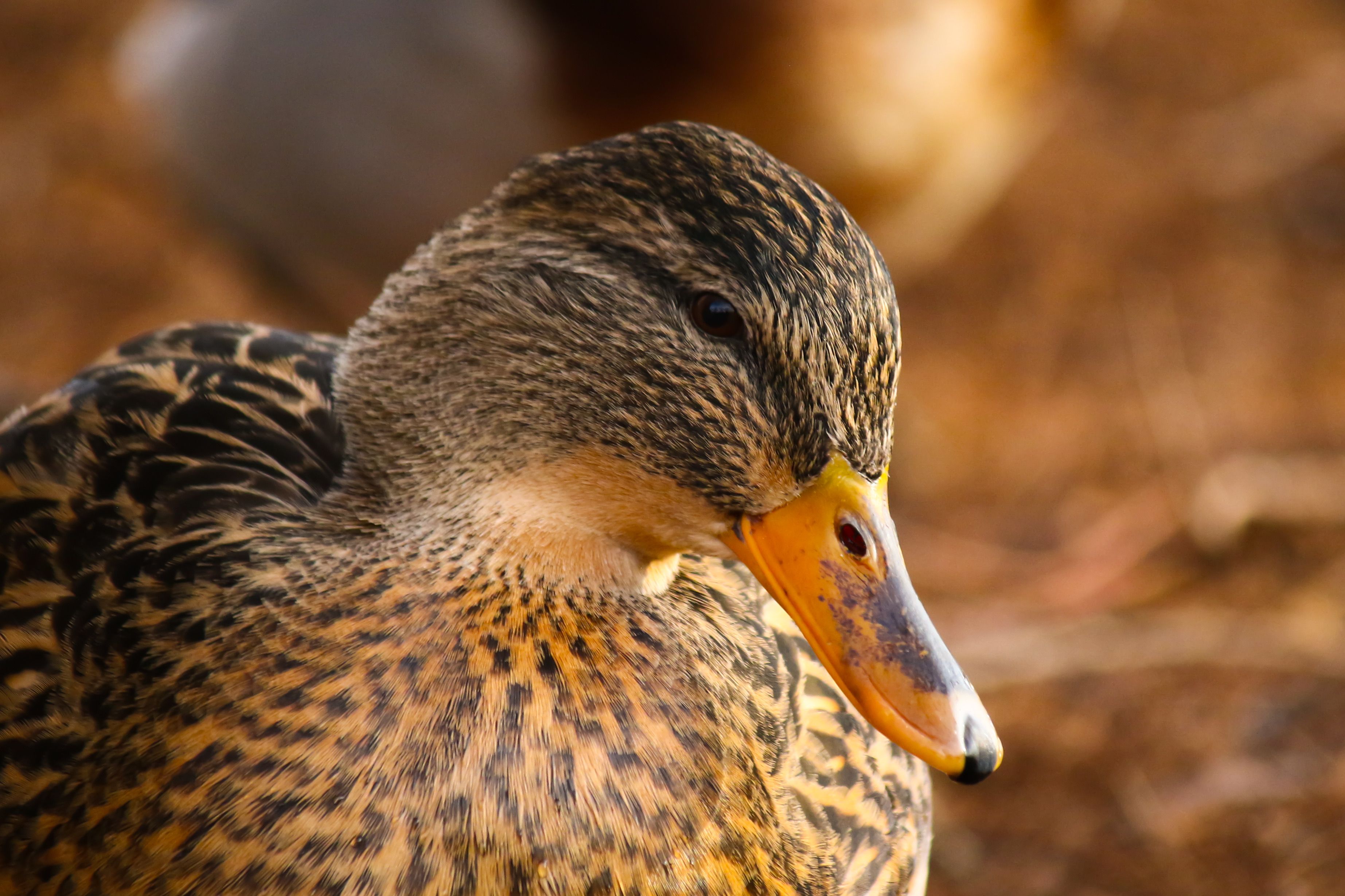 Close-up of a Mallard Duck in Natural Setting · Free Stock Photo