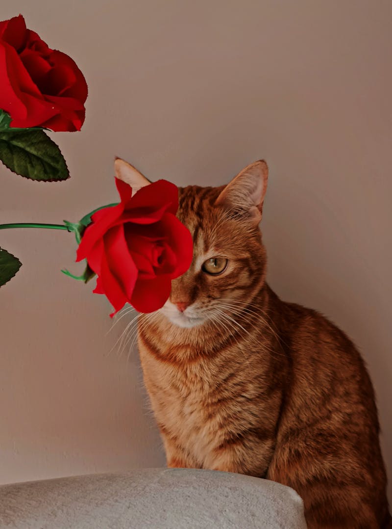 Cat With Rose Flower Photos, Download The BEST Free Cat With Rose ...