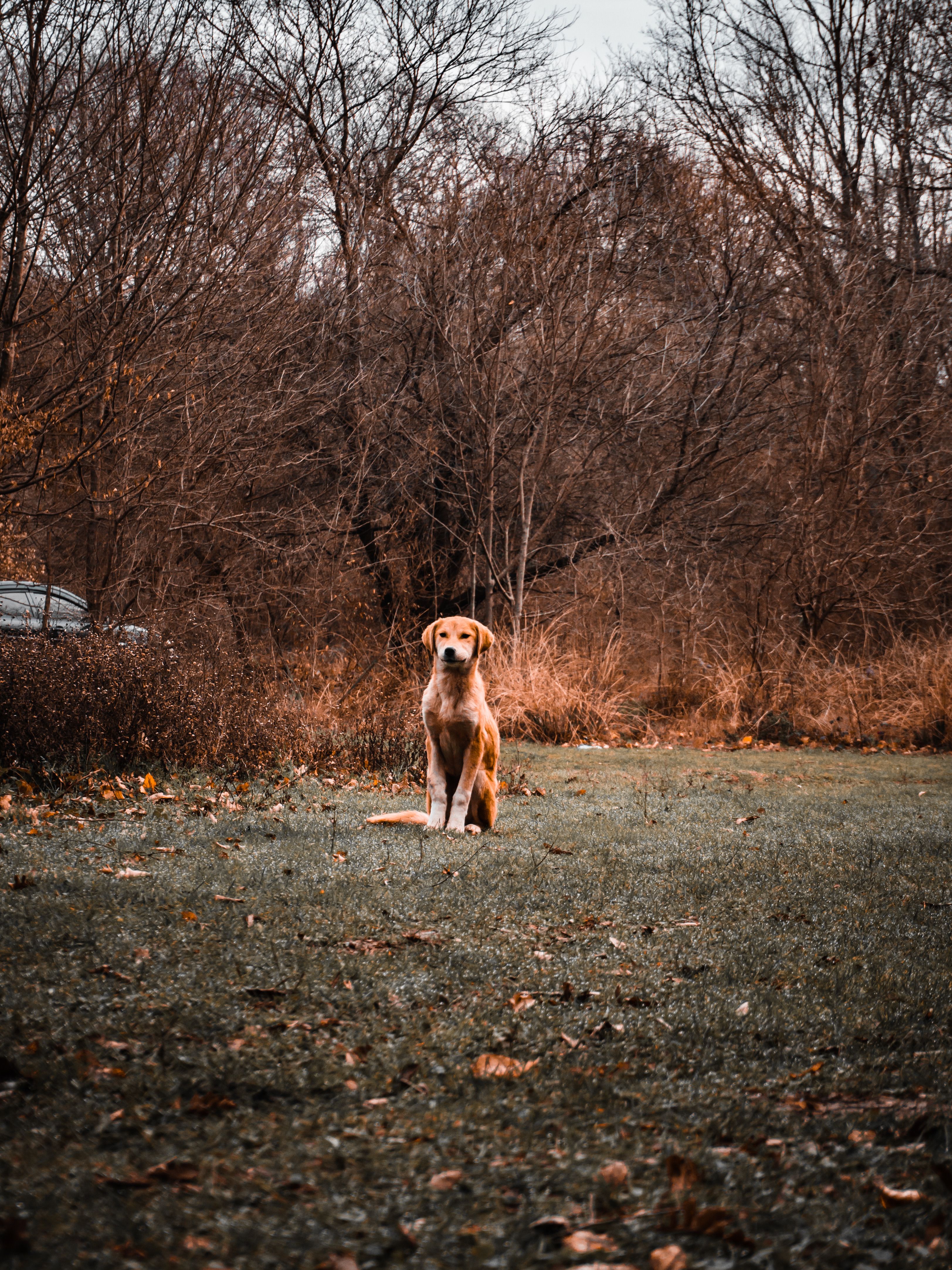 Golden Dog in Autumn Woodland Scenery · Free Stock Photo