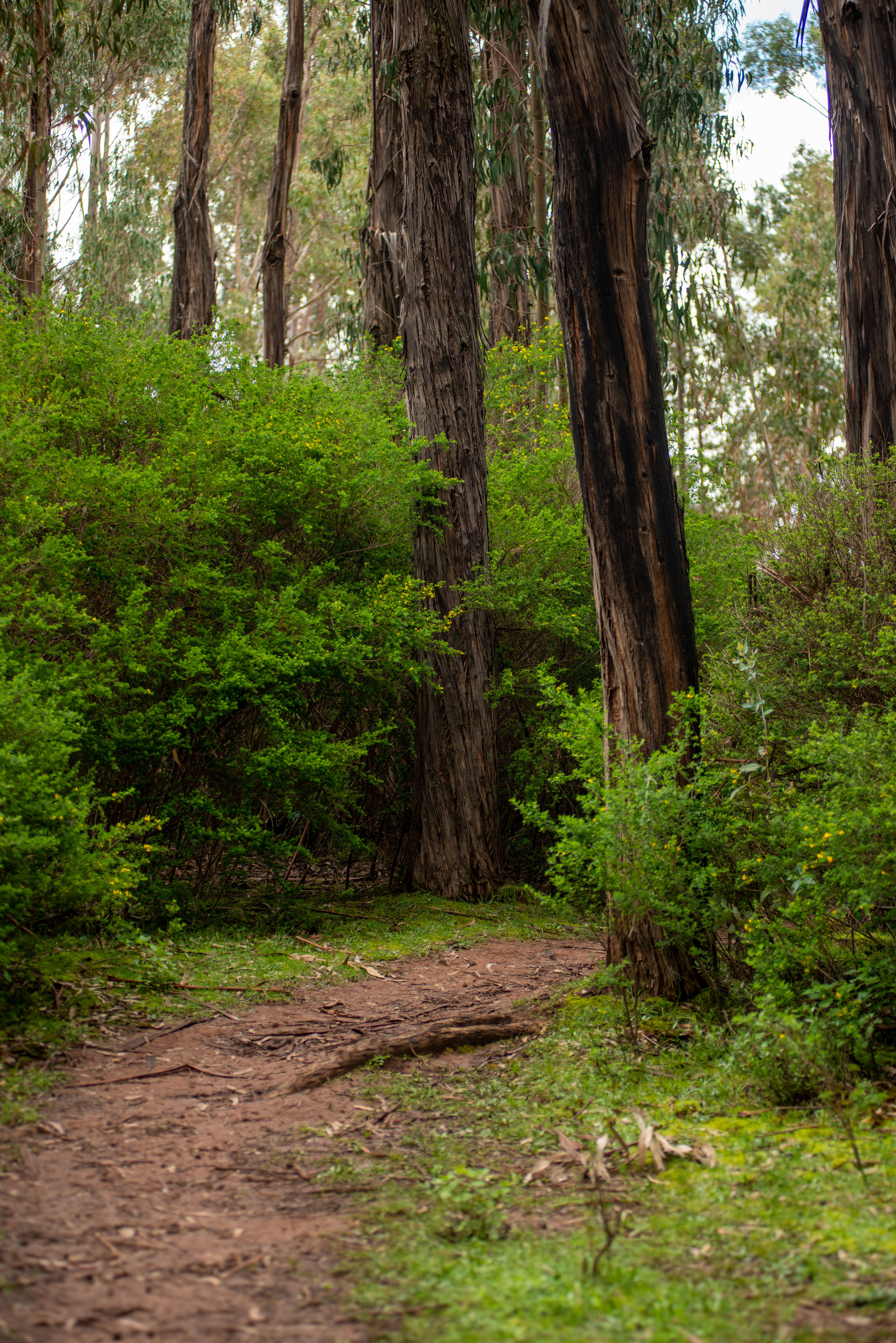 Scenic Forest Pathway through Eucalyptus Trees · Free Stock Photo
