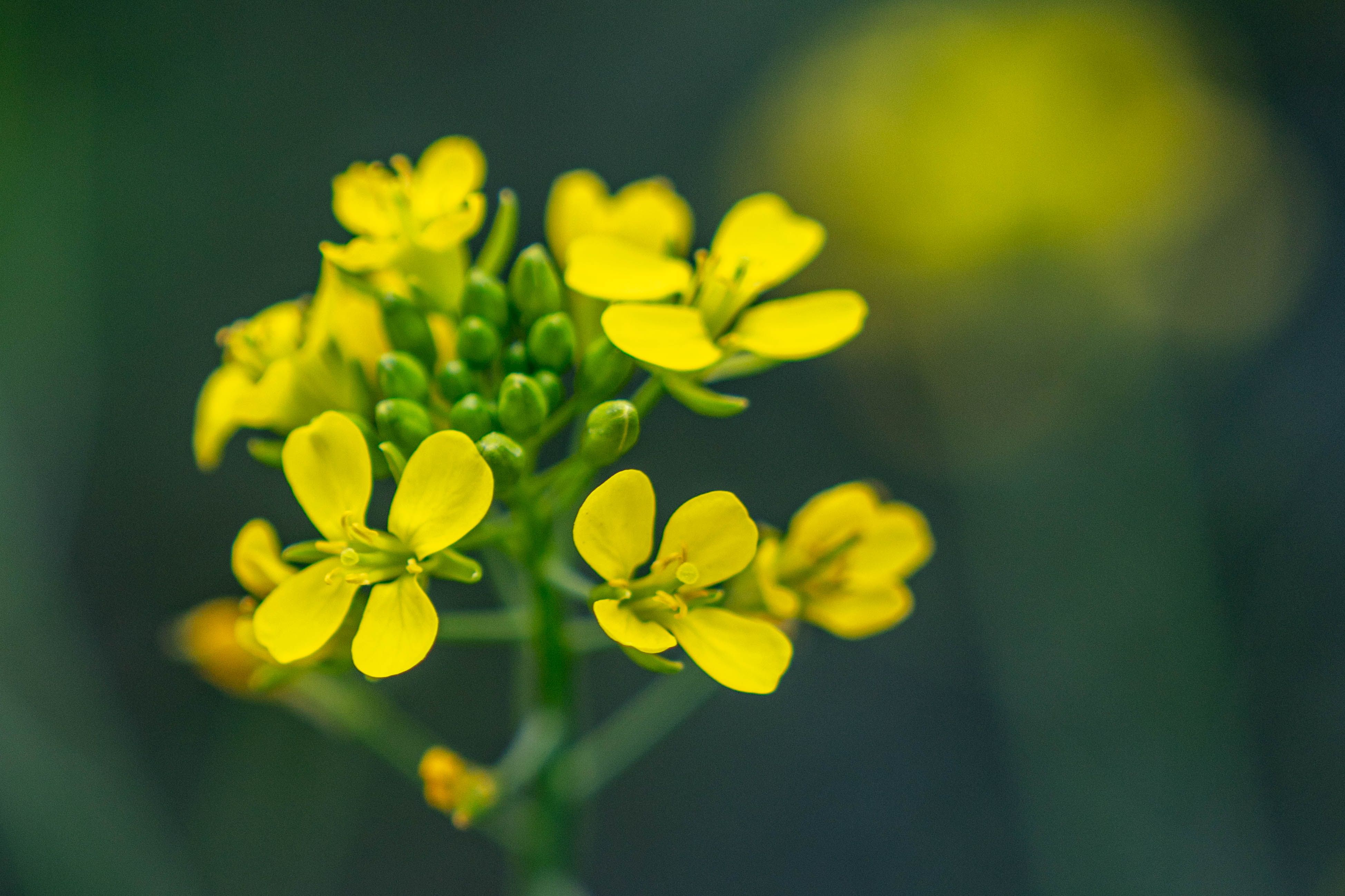 Close-up of Vibrant Yellow Mustard Flowers in Bloom · Free Stock Photo